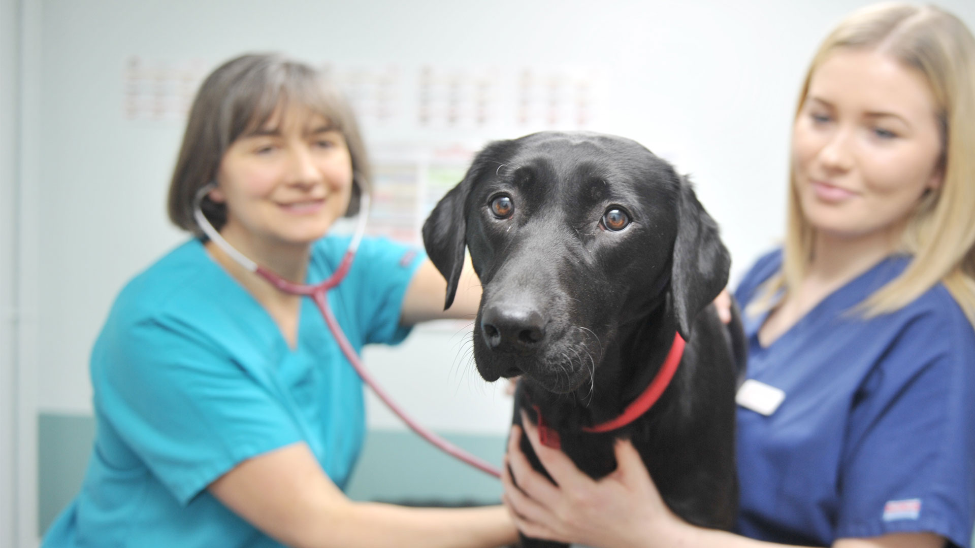 Find Vets In & Near Sheffield | Abbeymoor Veterinary Centres ...