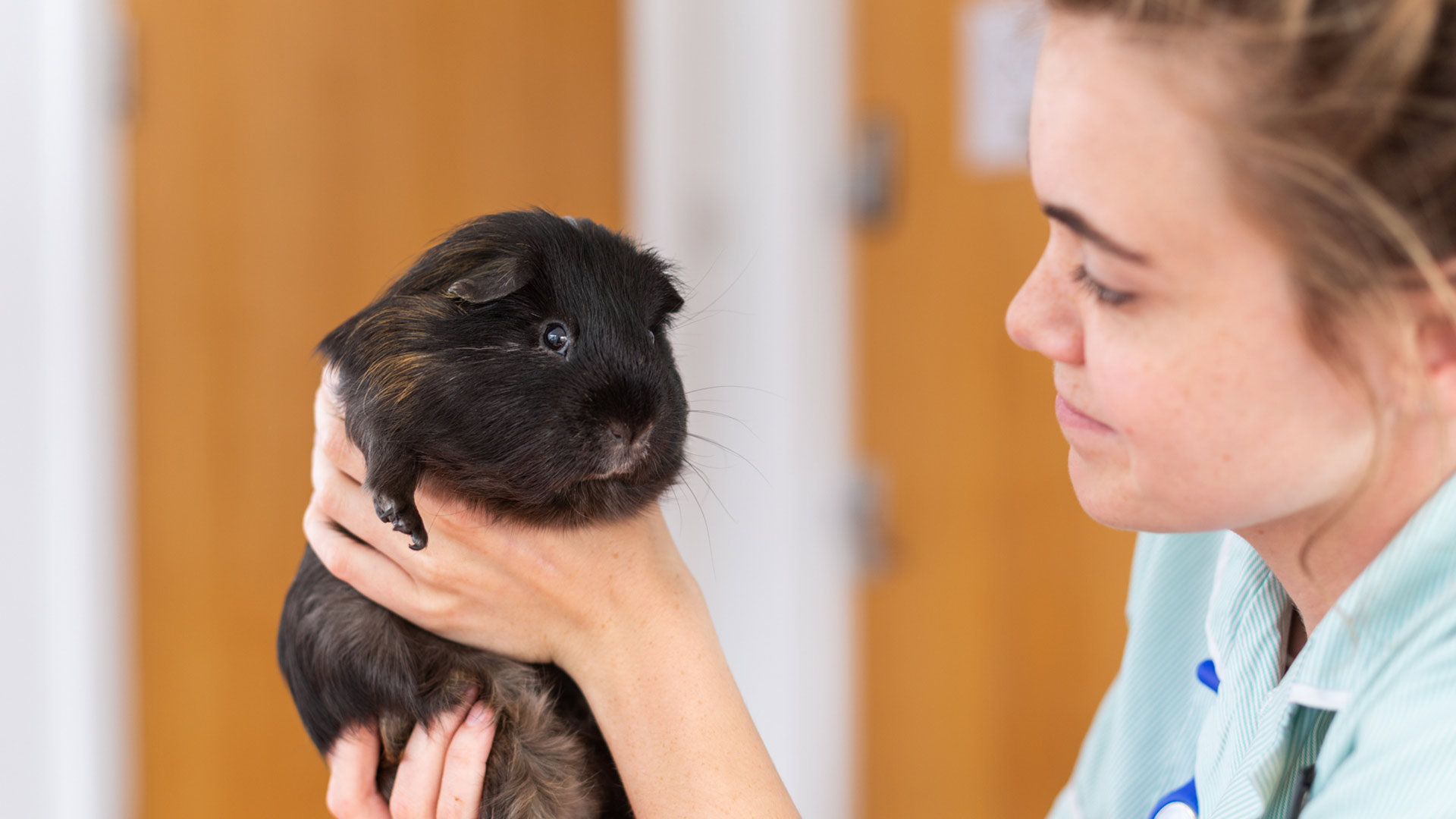 Pet Offers | Local Vets in Abingdon and Didcot - Abivale Vets