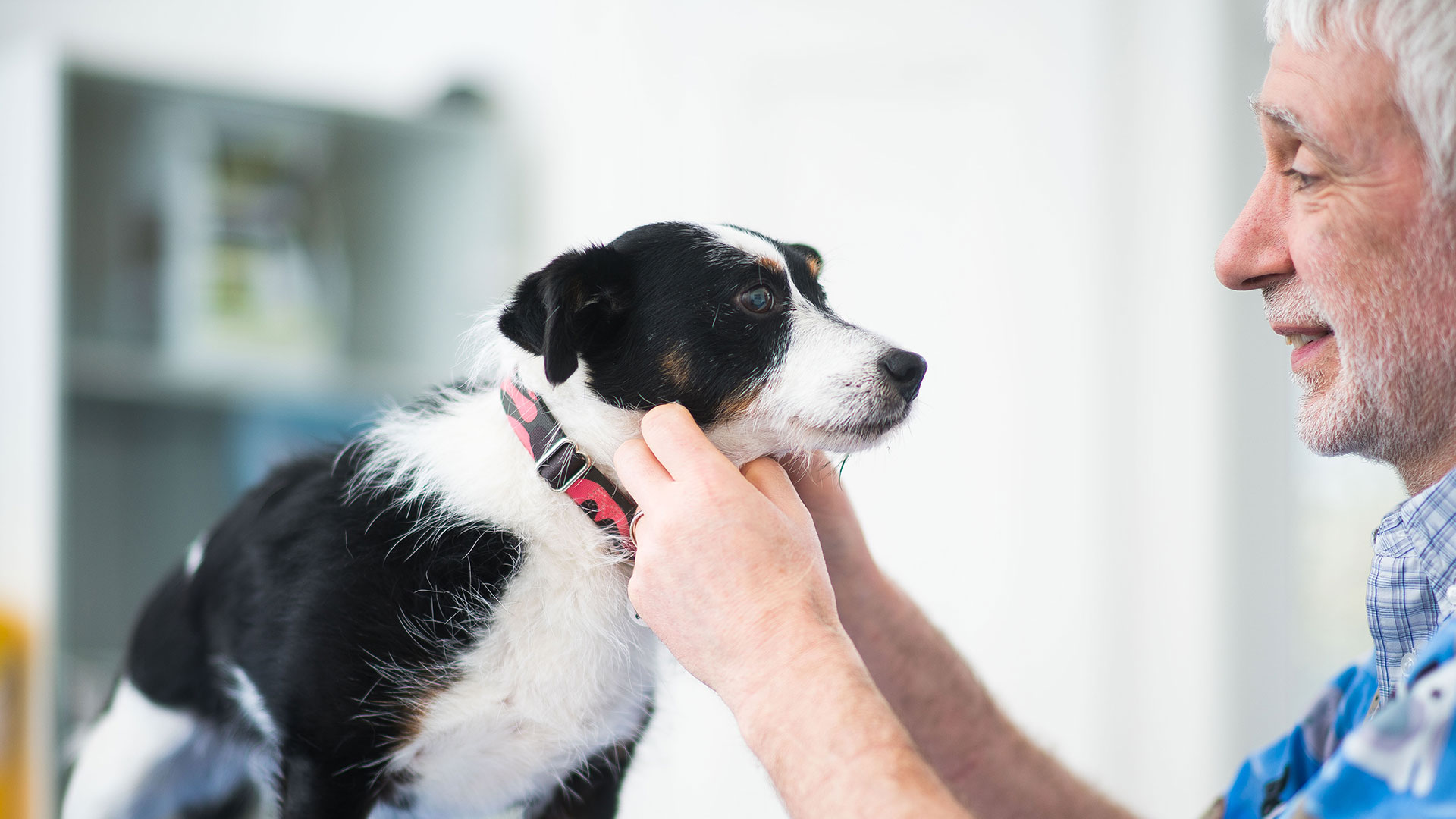 Contact us | Local Vets in Newton Stewart and Stranraer - Academy Vets