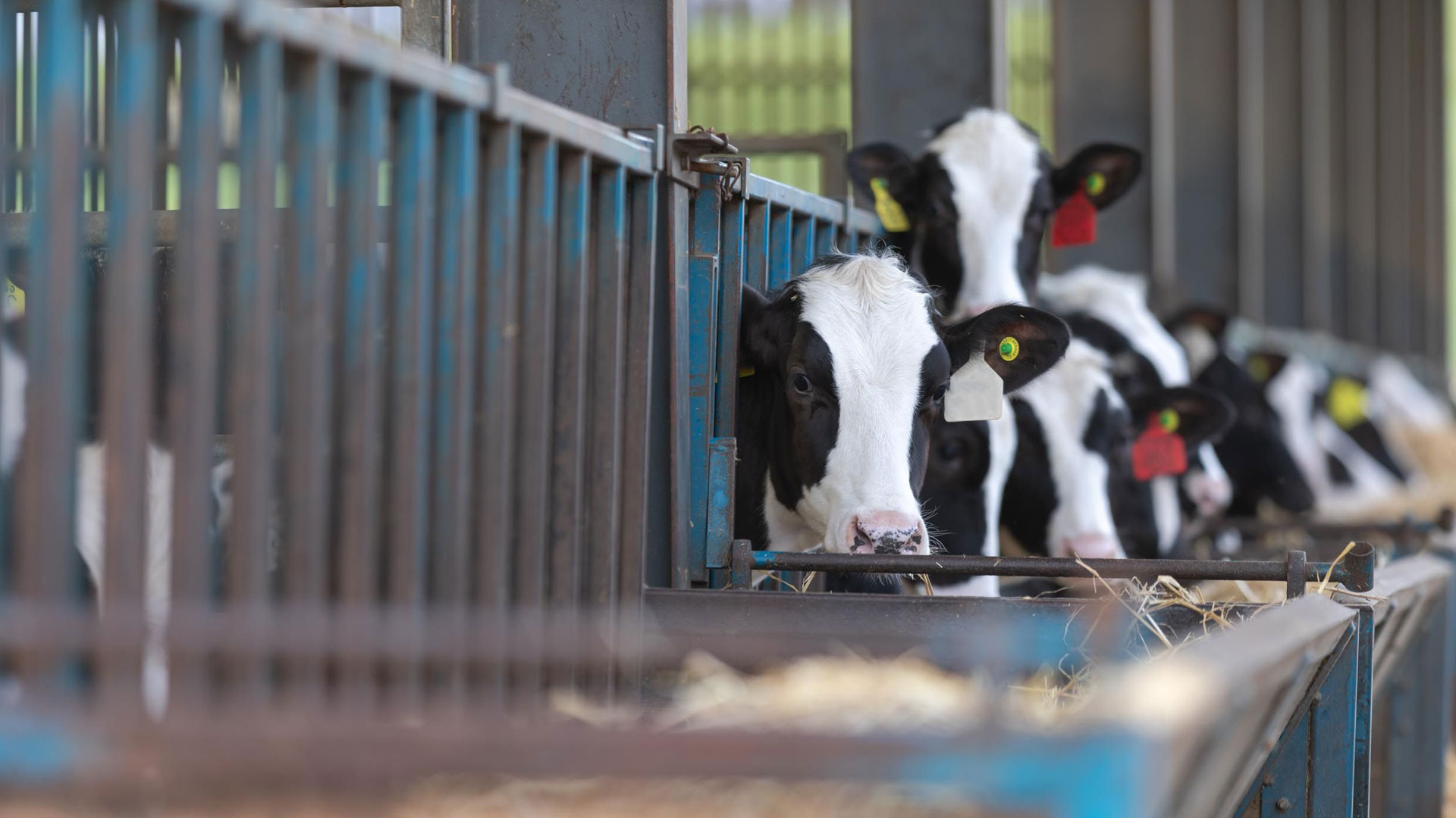 Farm Services | Local Vets in Newton Stewart and Stranraer - Academy Vets