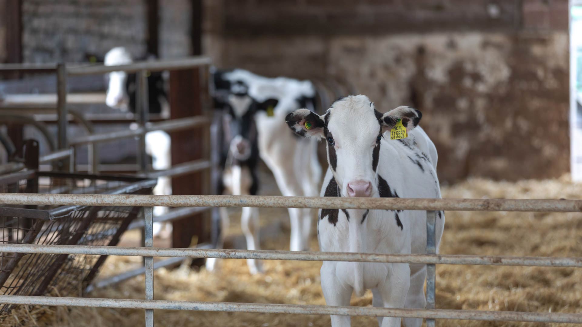 Young Stock Services | Local Vets in Newton Stewart and Stranraer ...
