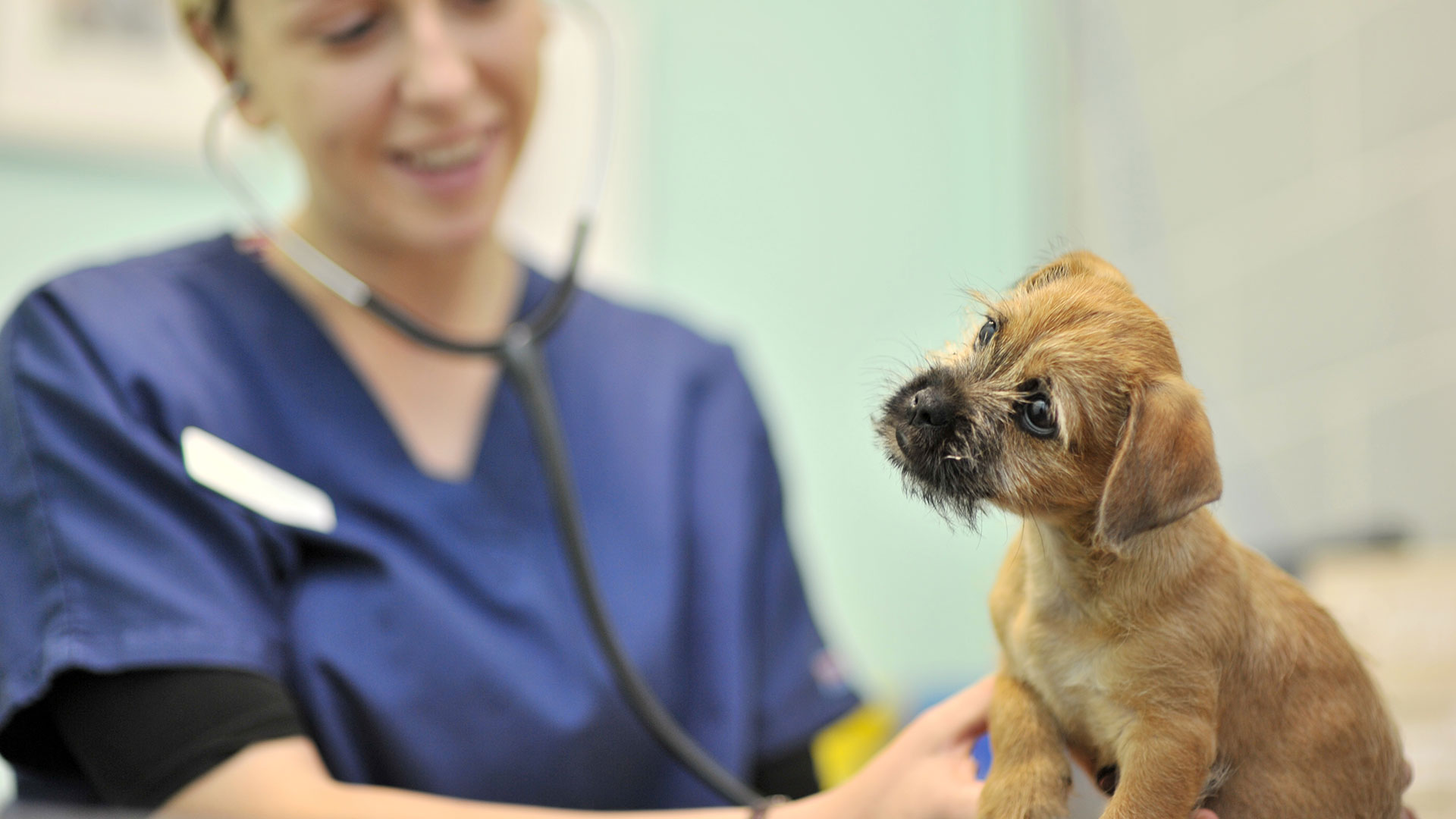 Veterinary Services | Local Vets in Liverpool - Adams Vets