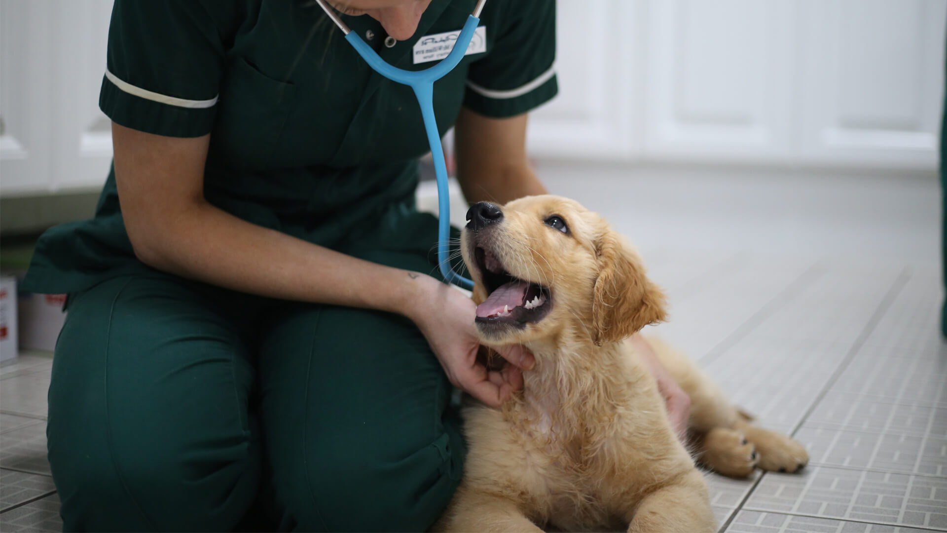 Vets in West Sussex | Affordable West Sussex Vets - Alpha Pet