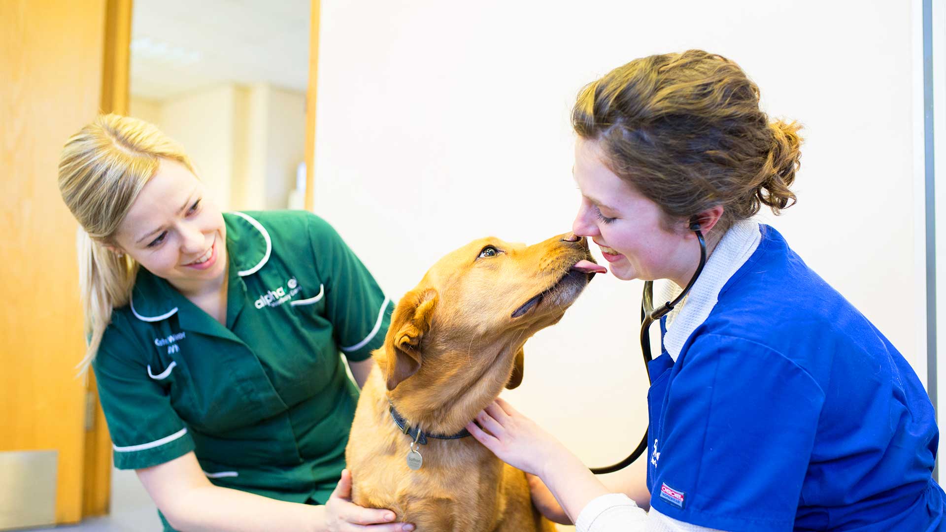 Pet Information | Local Vets in Risca and Langstone - Alpha Vets