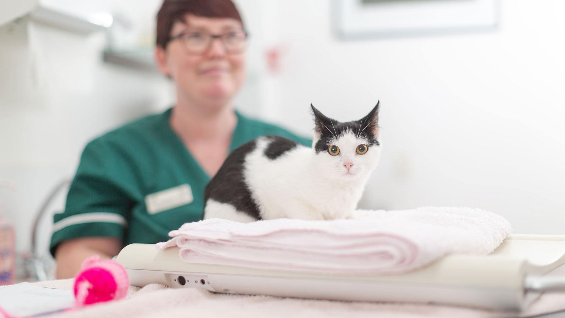 Request an Appointment | Local Vets in Hampshire - Amery Vets
