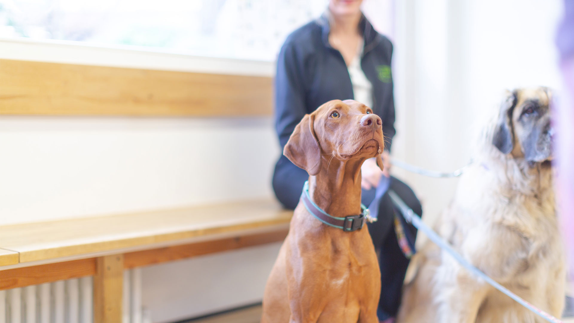 Veterinary Services | Local Vets in Hampshire - Amery Vets