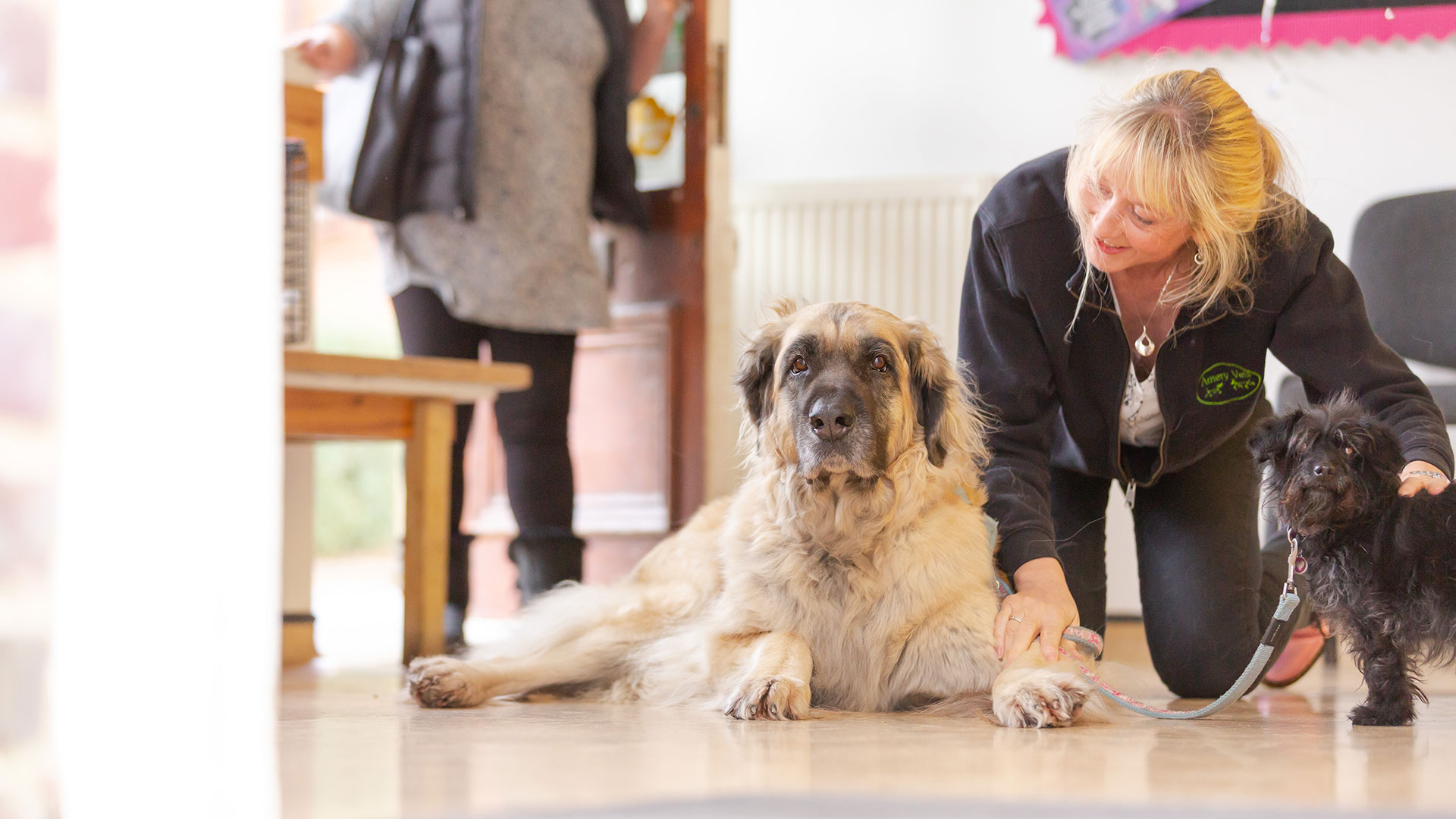 About Us | Local Vets in Hampshire - Amery Vets