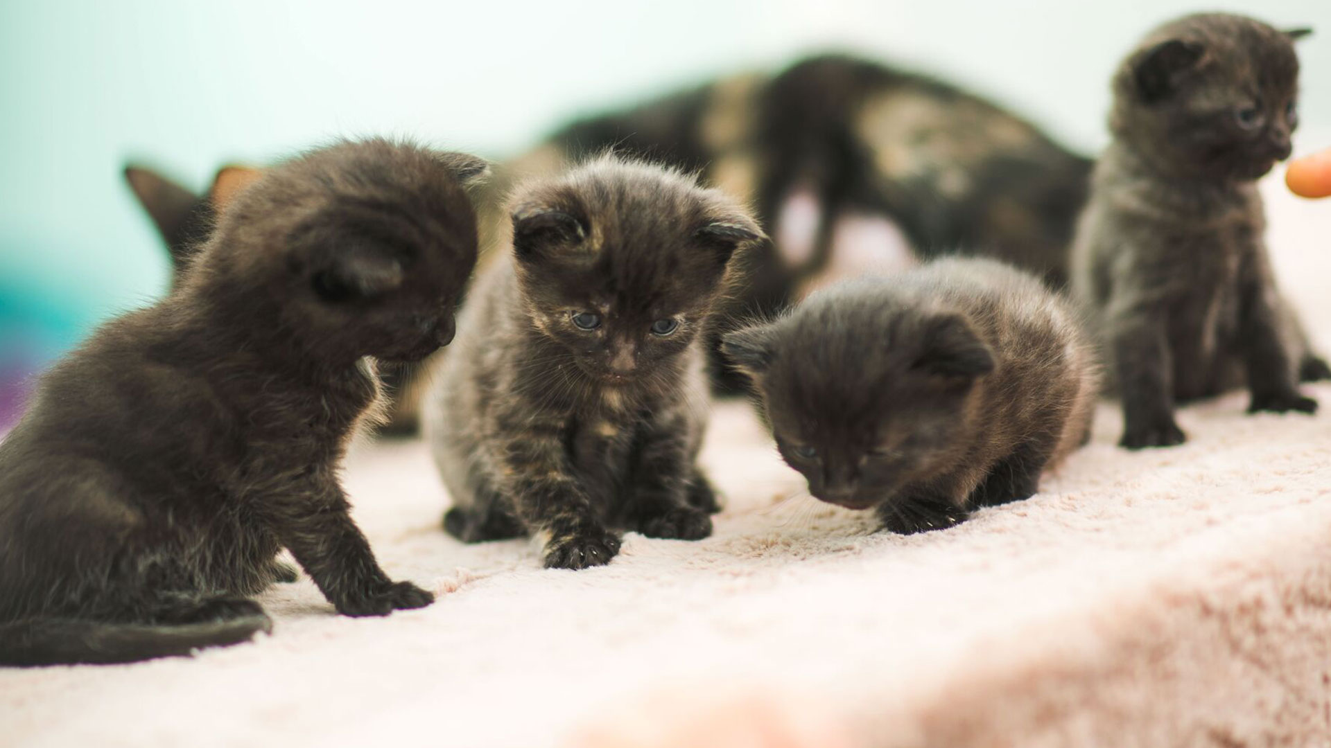 Meet the Team | Vets in Dublin - Anicare Ireland