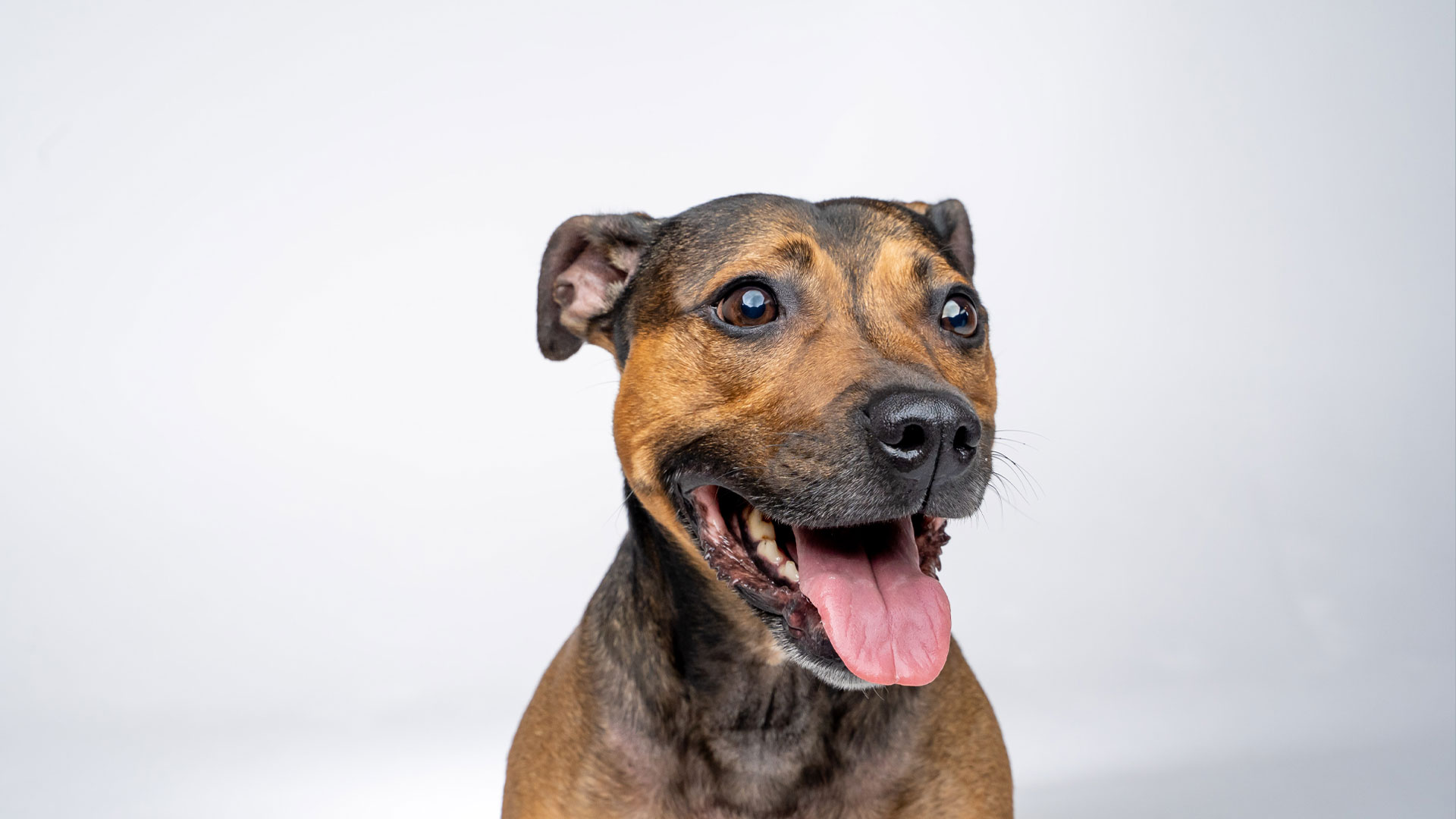 Dental Care at Home | Top tips on looking after your pet's teeth - Anident