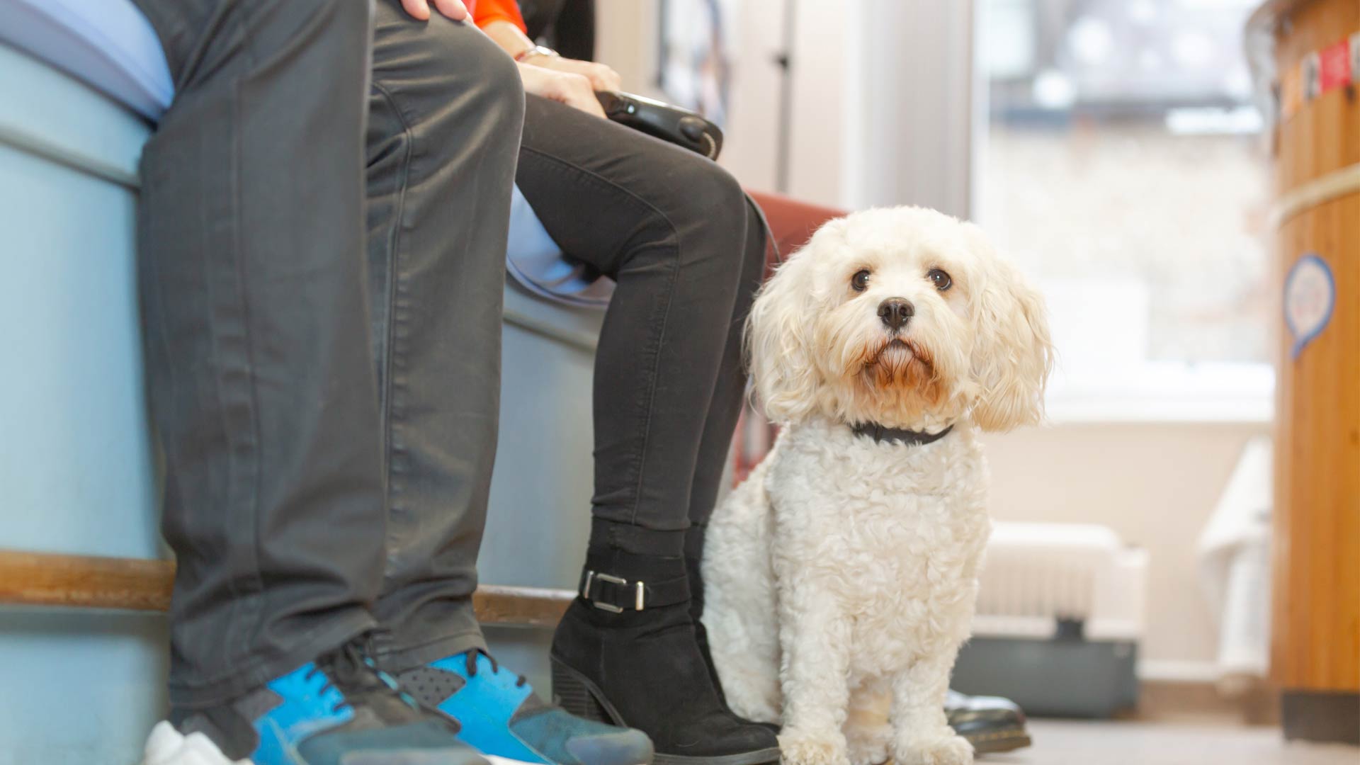 Meet the Team | Local Vets in Essex - Apollo Vets Meet the Team | Local Vets in Essex - Apollo Vets