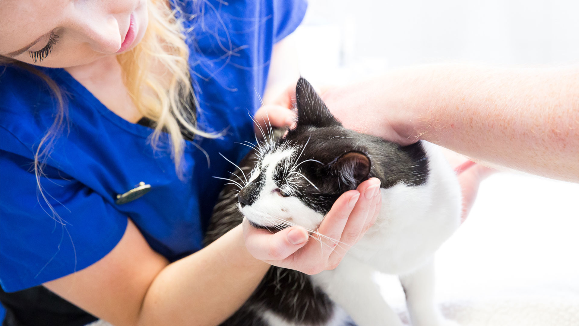 Pet Advice in Galway | Ark Vets Galway - Ark Vets Galway