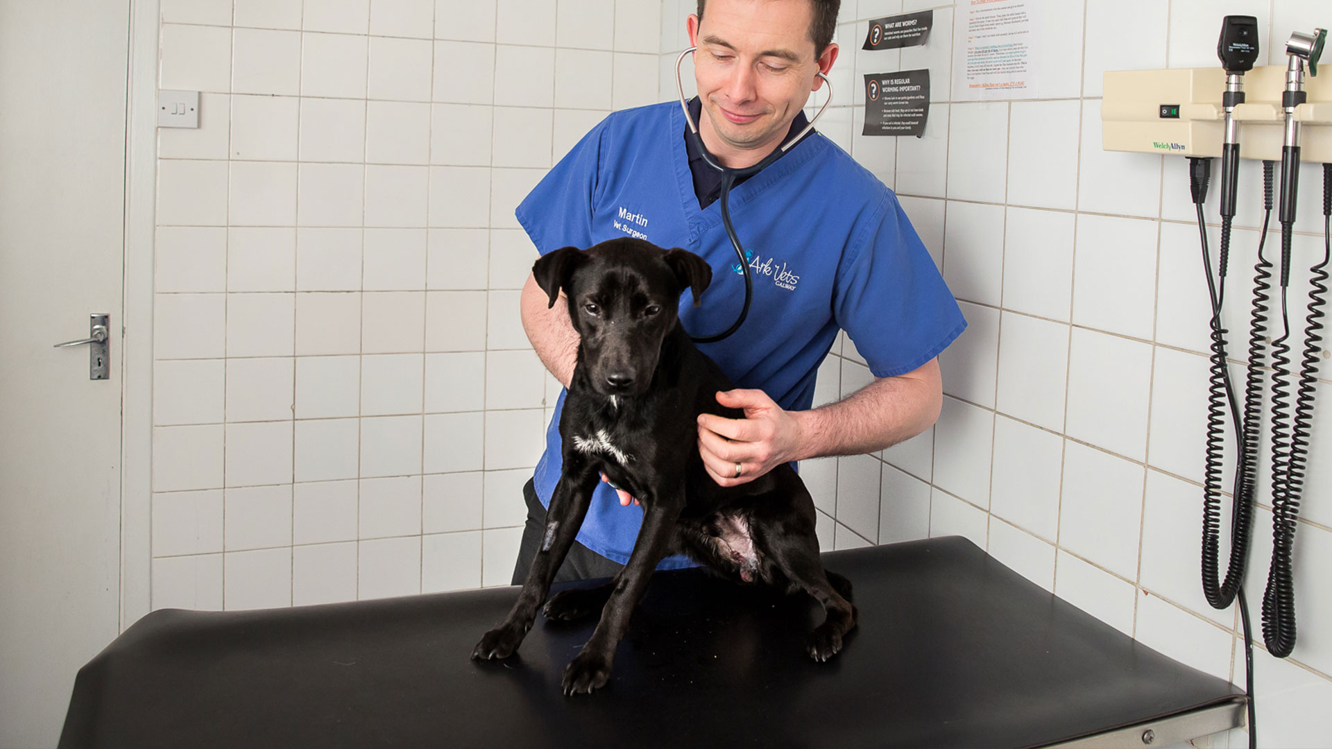 Pet Advice in Galway | Ark Vets Galway - Ark Vets Galway
