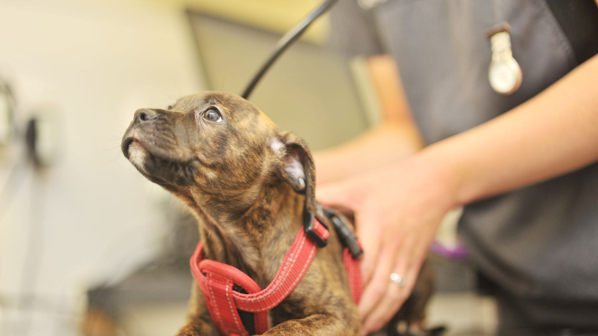 News | Local Vets in Sheffield - Ark Vets Sheffield