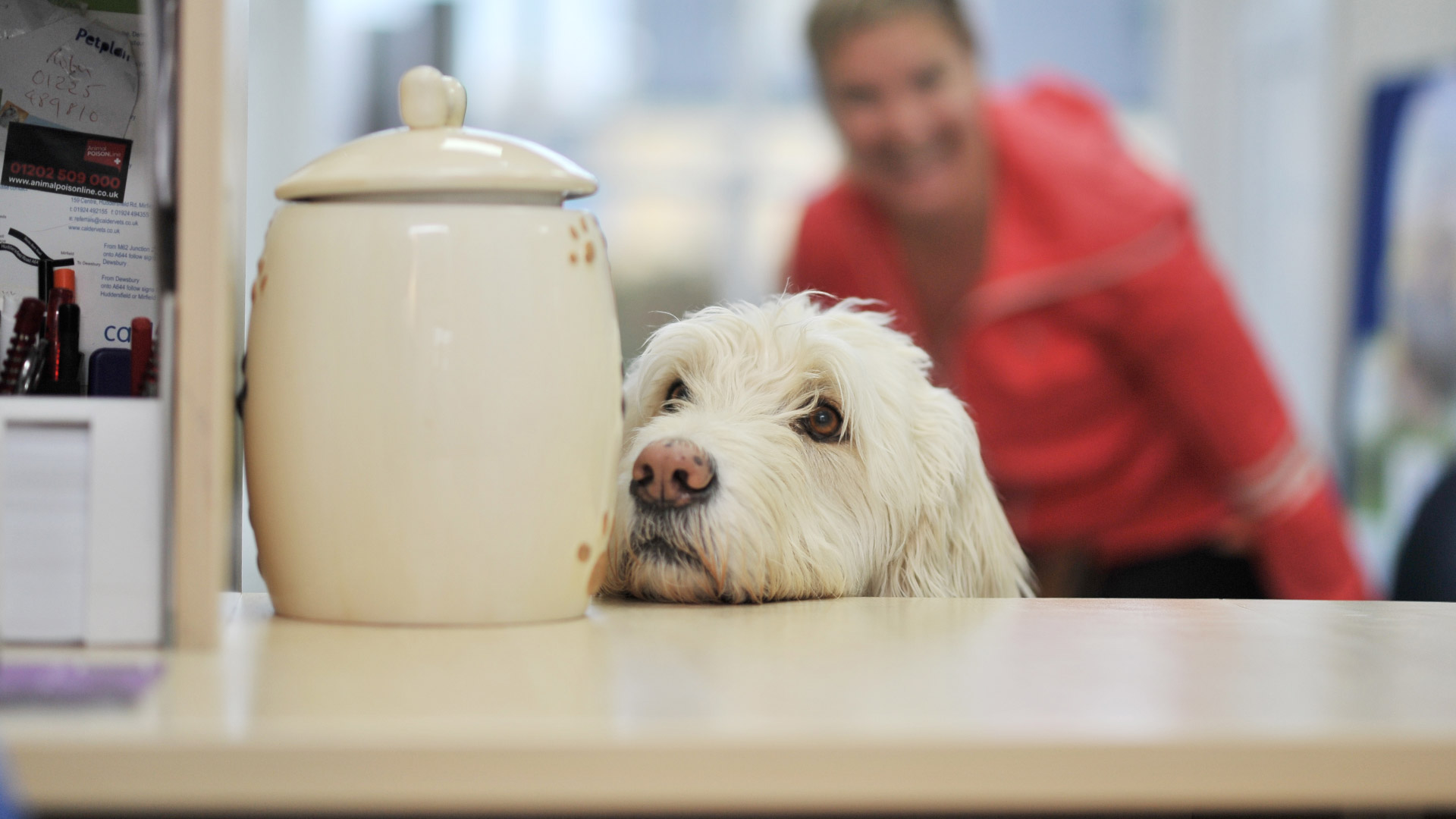 Contact Us | Local Vets in Grantham - Avenue Vets