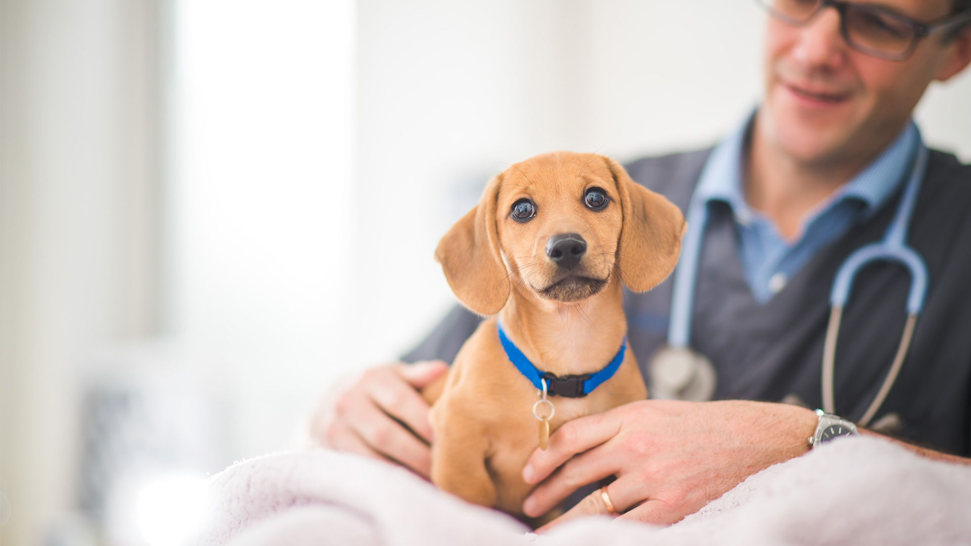 Avenue Vets | Local Vets in Grantham - Avenue Vets