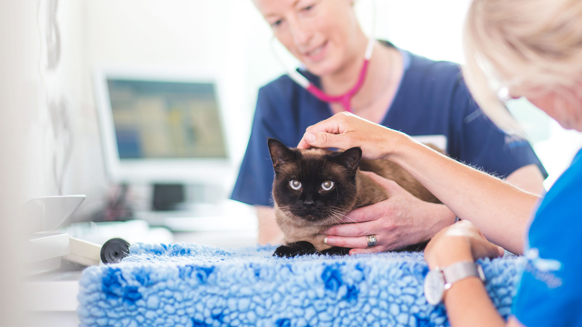 Cat Advice - Avon Lodge Vets