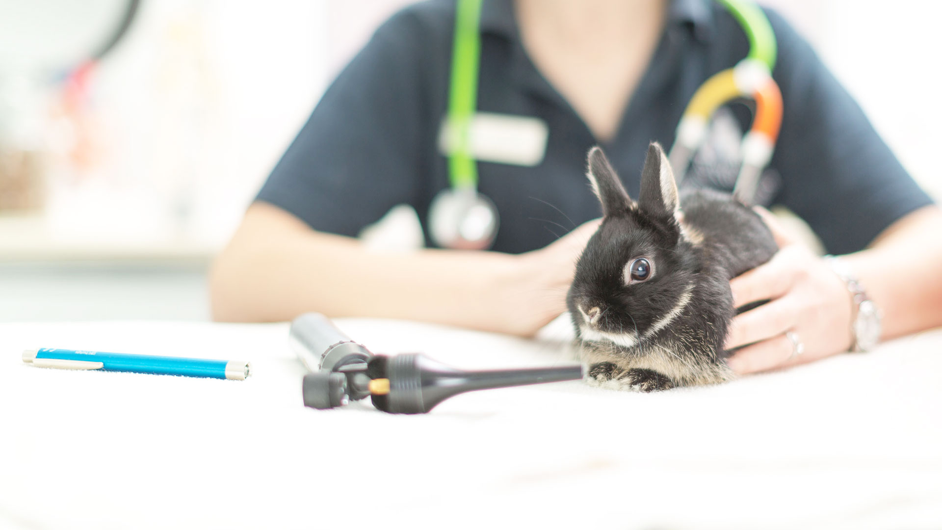 Rabbit Advice - Avon Lodge Vets