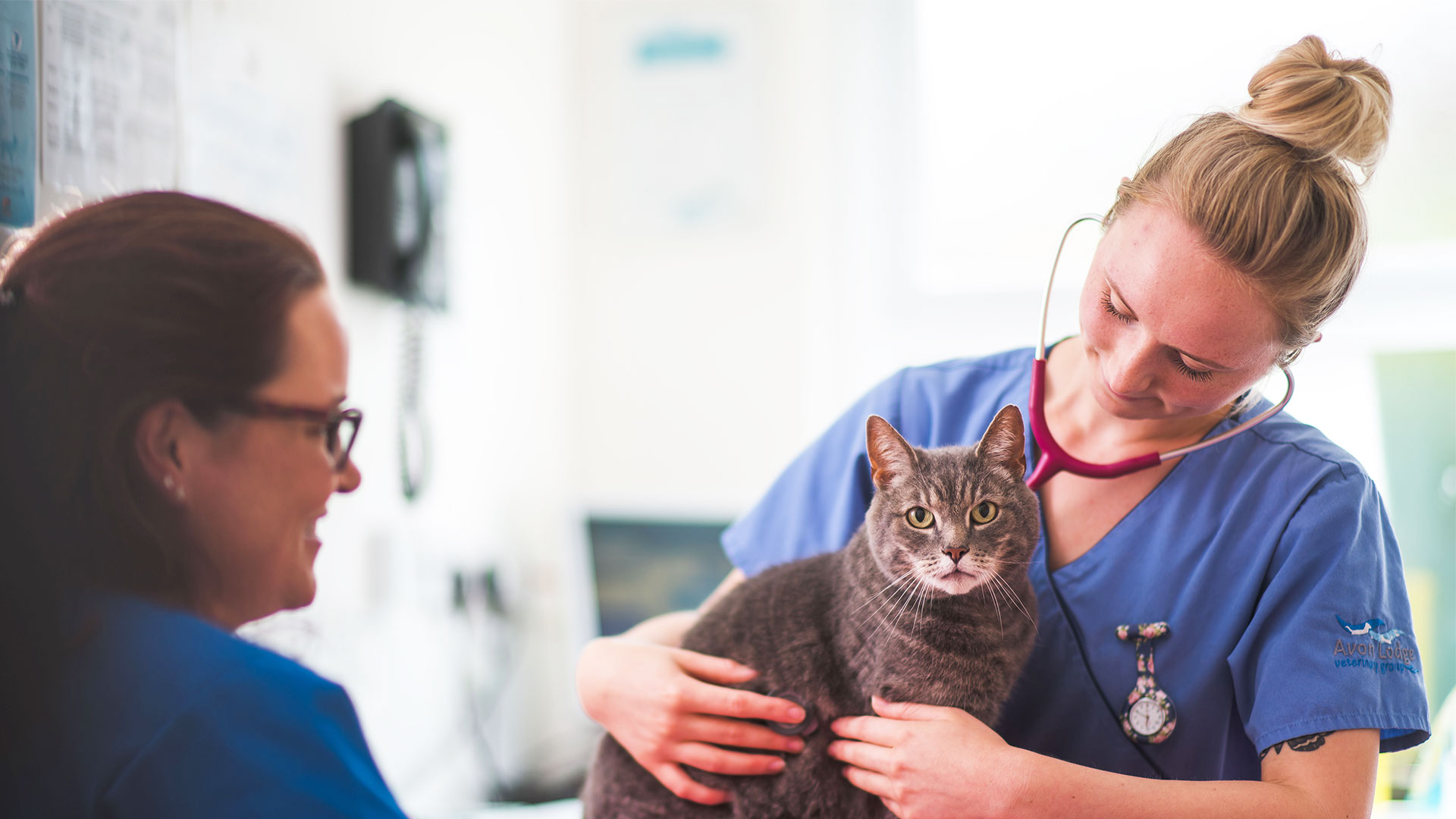 Local Wiltshire Vet Services - Avon Lodge Vets