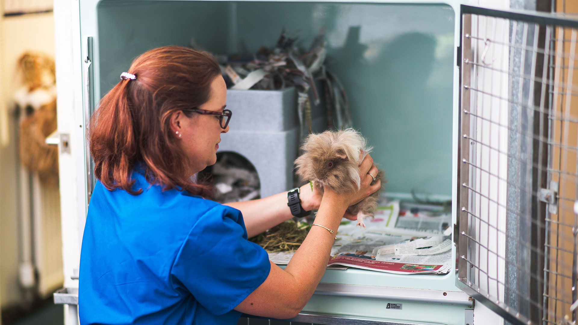 Small Pet Advice - Avon Lodge Vets