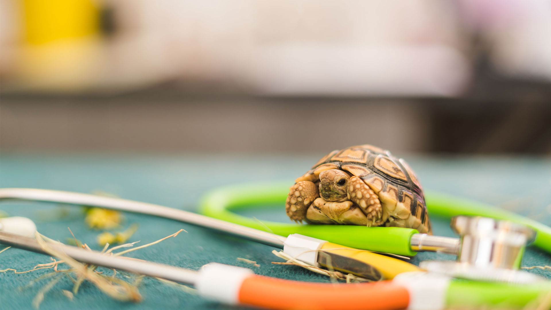 Tortoise Advice | Local Vets in Somerset - Axe Valley Vets
