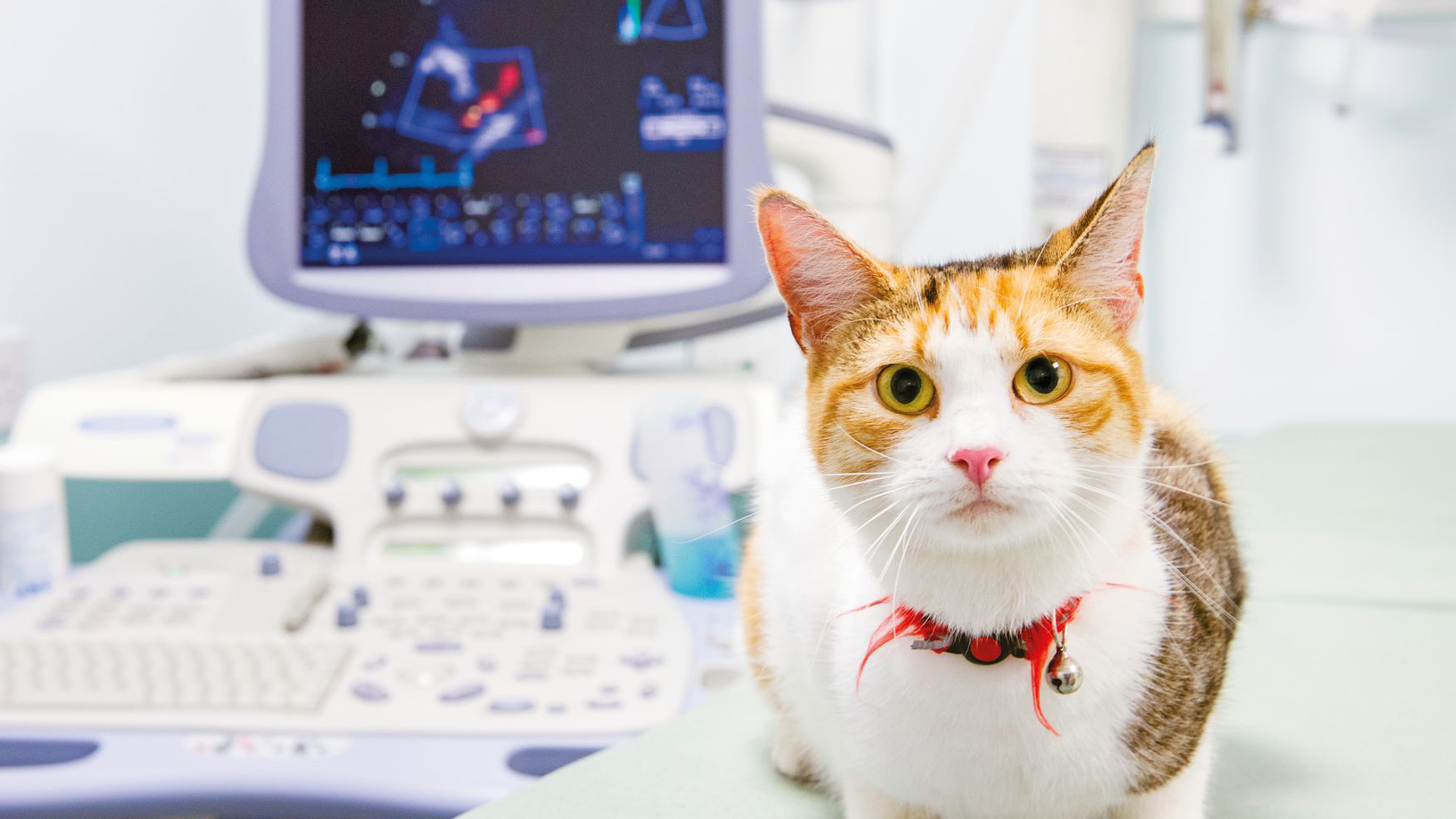 Veterinary Services | Local Vets in West Lothian - Alora Vets