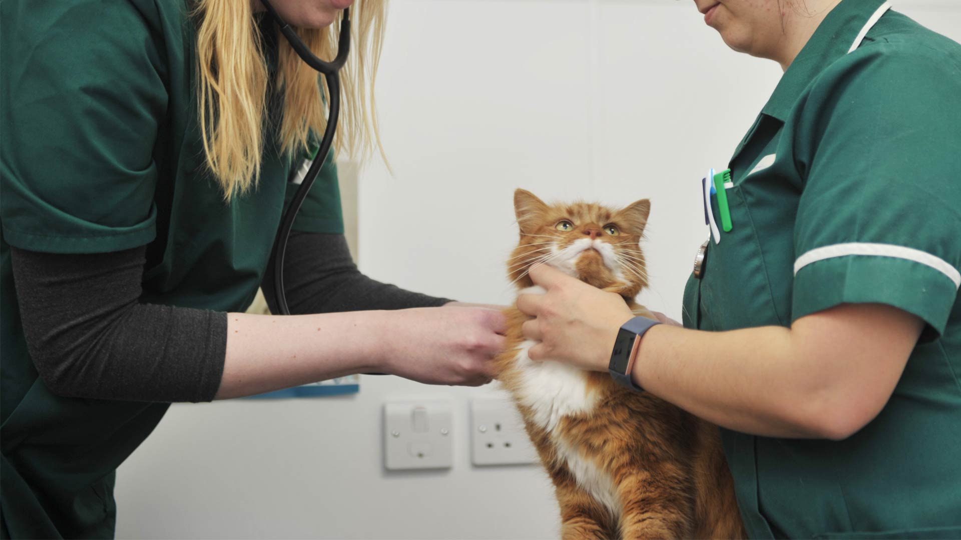 Behind the scenes | Local Vets in Kent - Barrow Hill