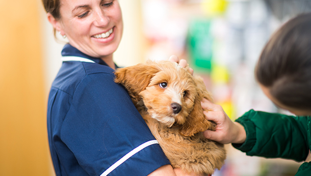 Local Vet Referrals in Bath | Vets in Bath - Bath Vet Referrals