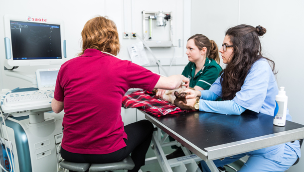 Vet Services at Rosemary Lodge Hospital in Bath - Bath Vet Referrals