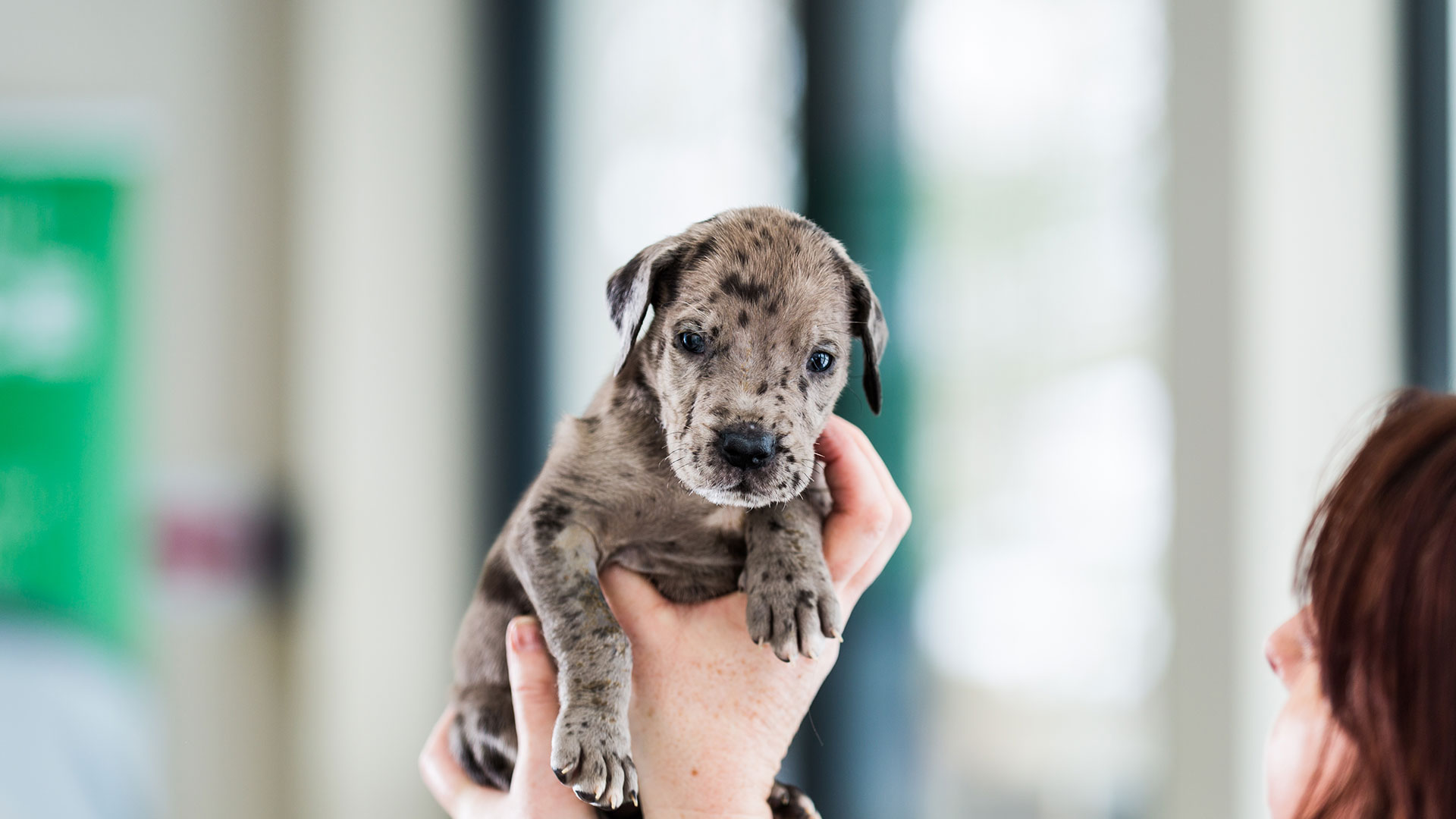 Fixed Pricing - Bath Vet Referrals