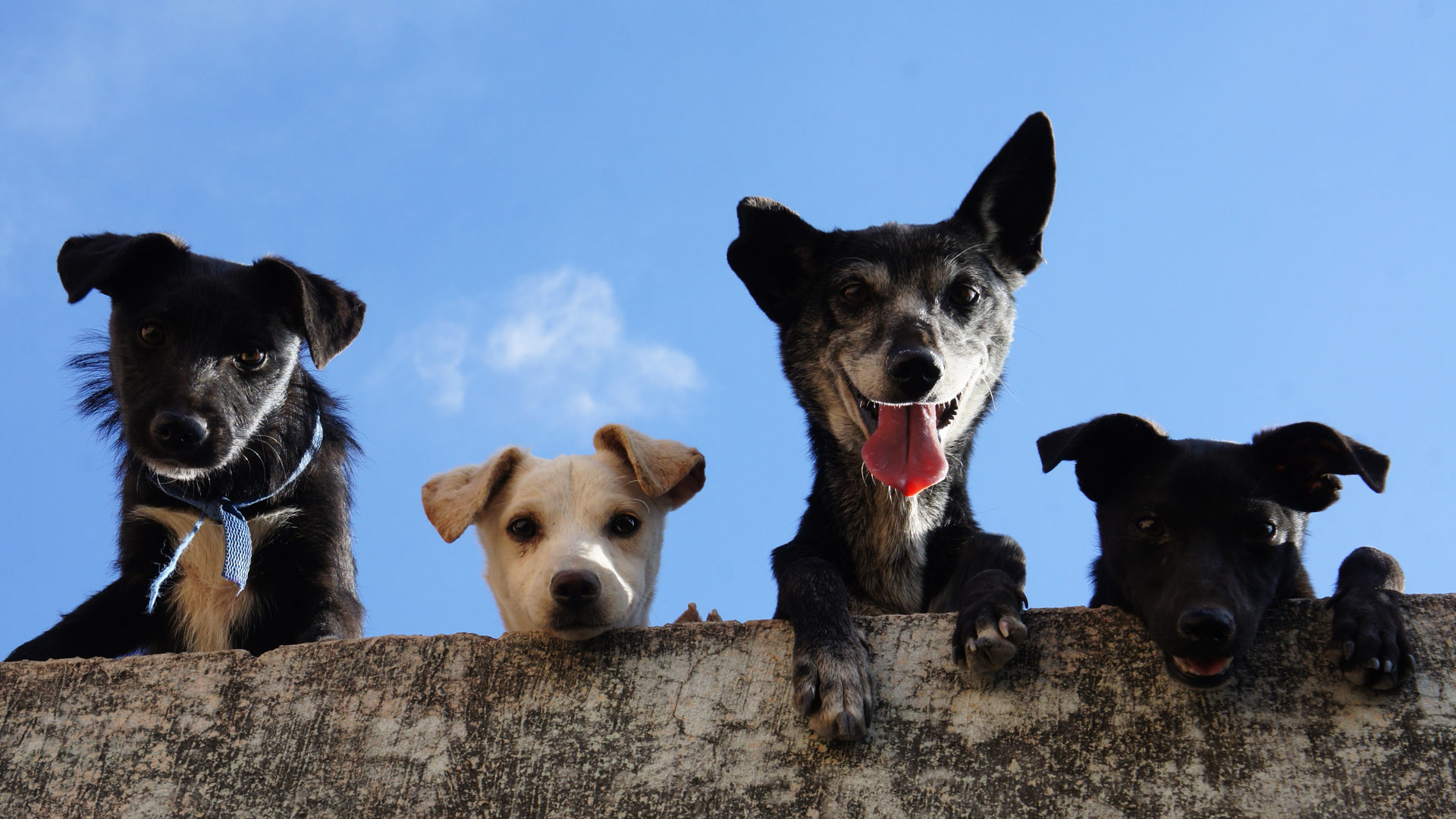 Meet the Team | Local Vets in Kildare - Beaufield Vets