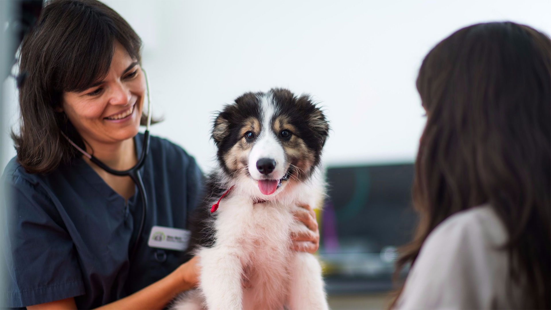 Contact Beech House Vets in Brighton Today - Beech House Vet Brighton