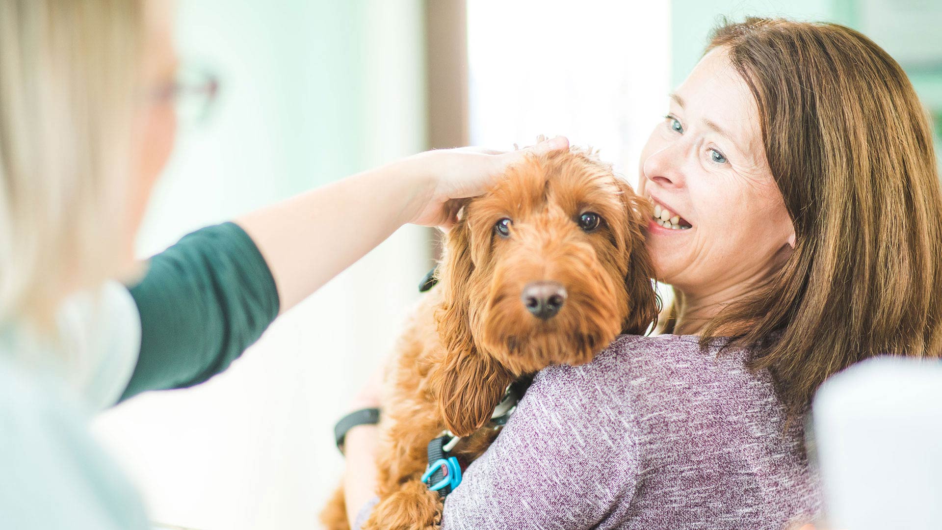 About Us | Berry House Vets | Local Vets in Hitchin and Shefford ...