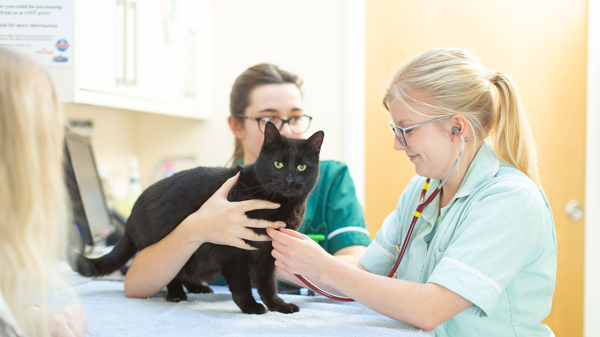 Services | Berry House Vets | Local Vets in Hitchin and Shefford ...