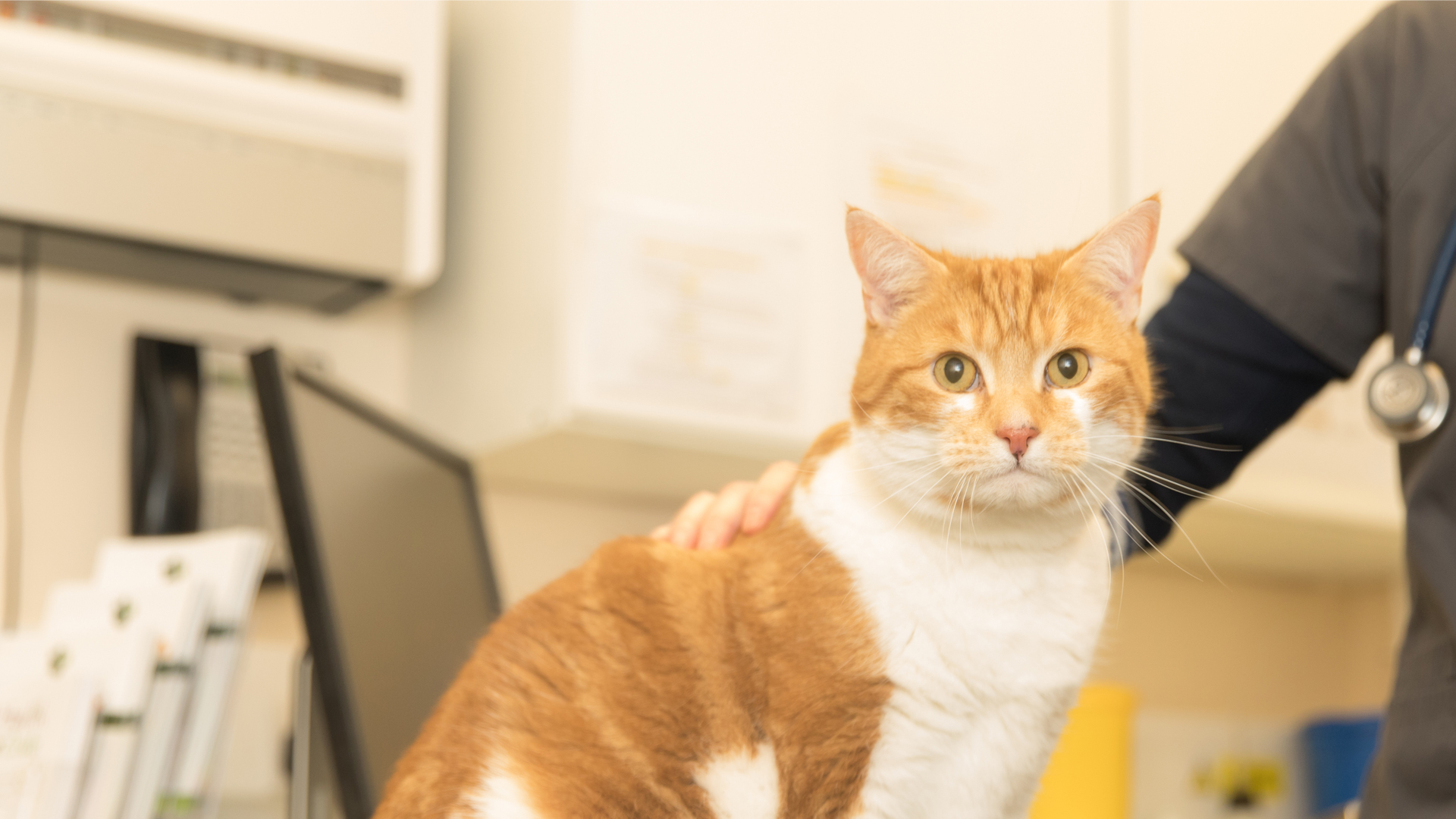 Meet the Team | Local Vets in Cheshire - Birch Vets Meet the Team | Local Vets in Cheshire - Birch Vets