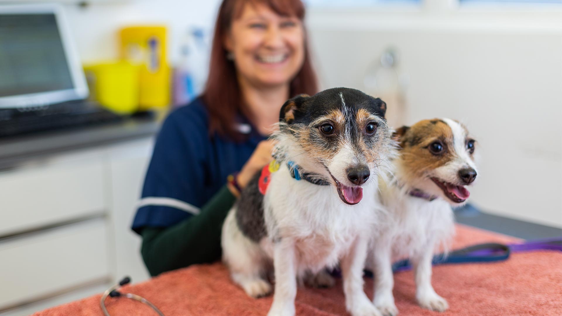 About Us | Local Vets in Lingfield - Blackberry Vets