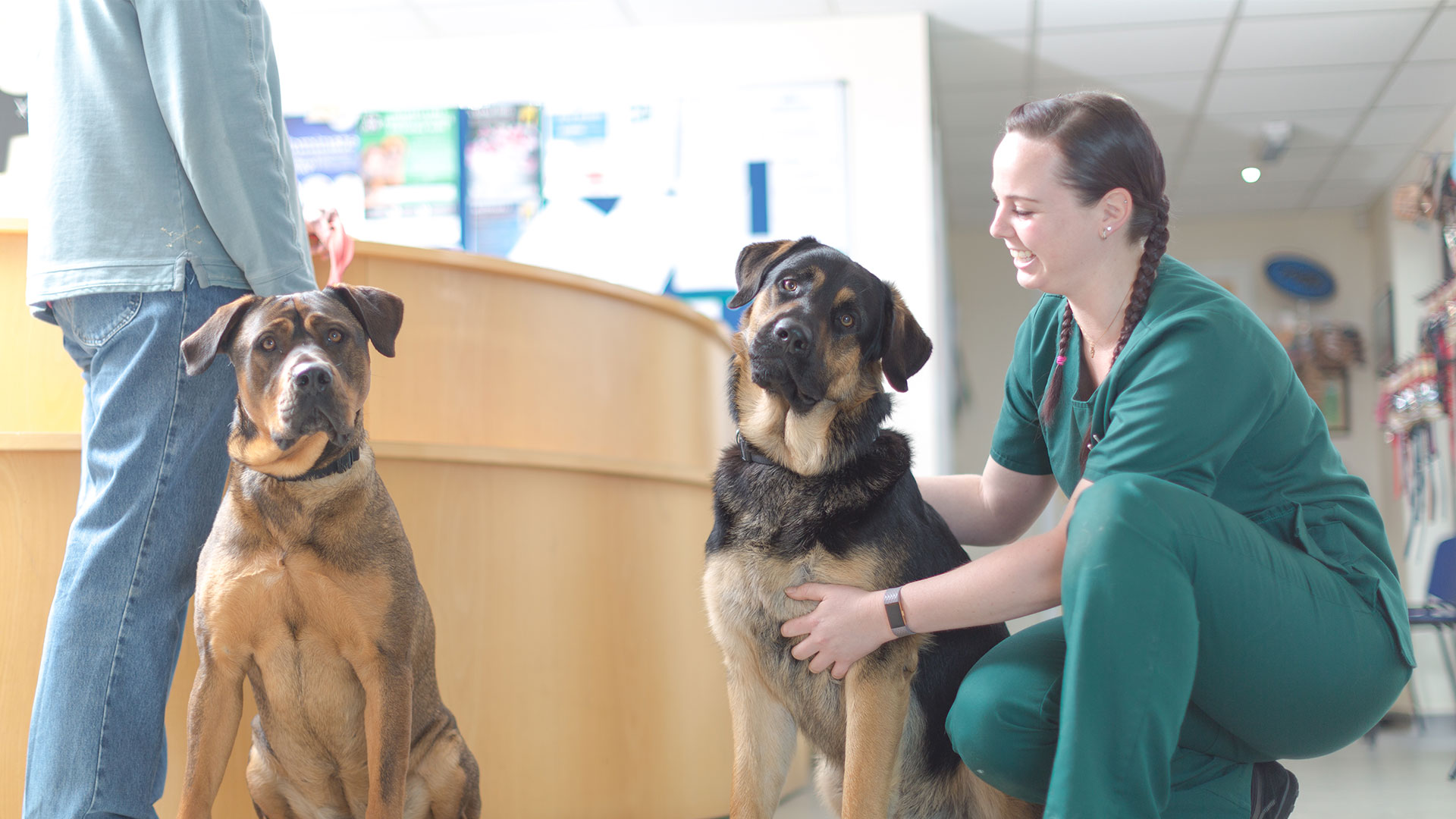 About Us | Local Vets in Ashbourne - Blenheim Vets