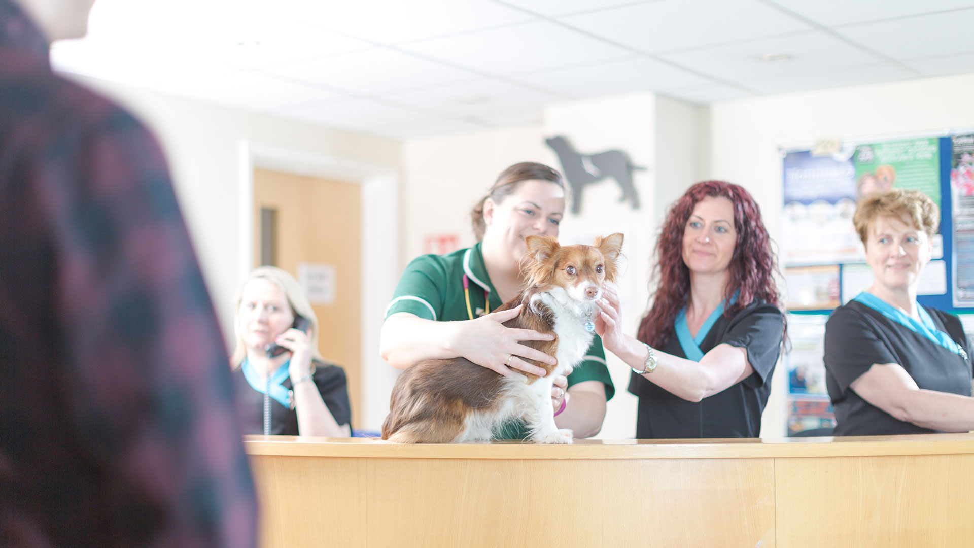 Meet the Team | Local Vets in Ashbourne - Blenheim Vets Meet the Team | Local Vets in Ashbourne - Blenheim Vets