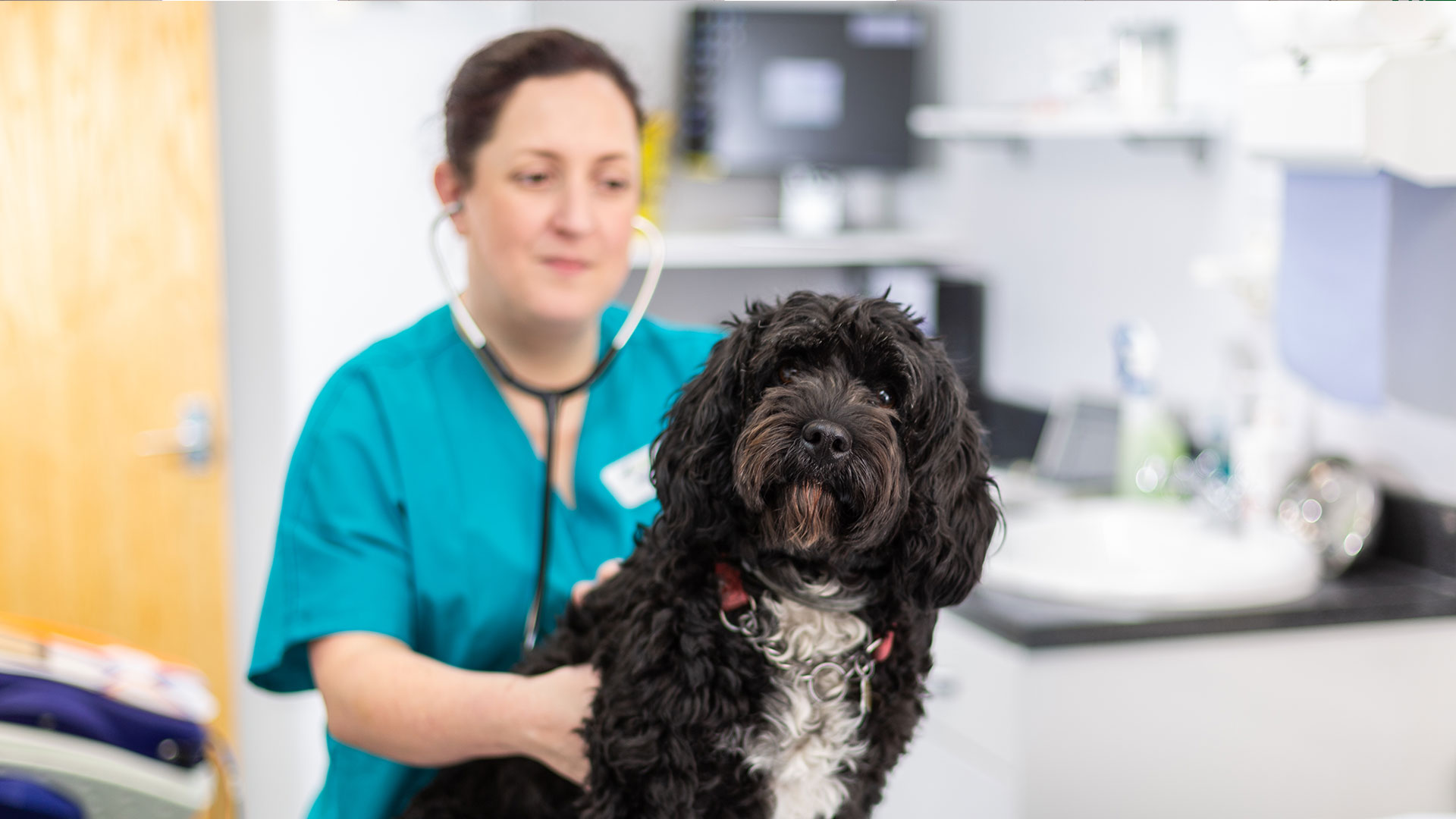 About Us | Local Vets in Blackwood and Brynmawr - Bridge Vets Wales