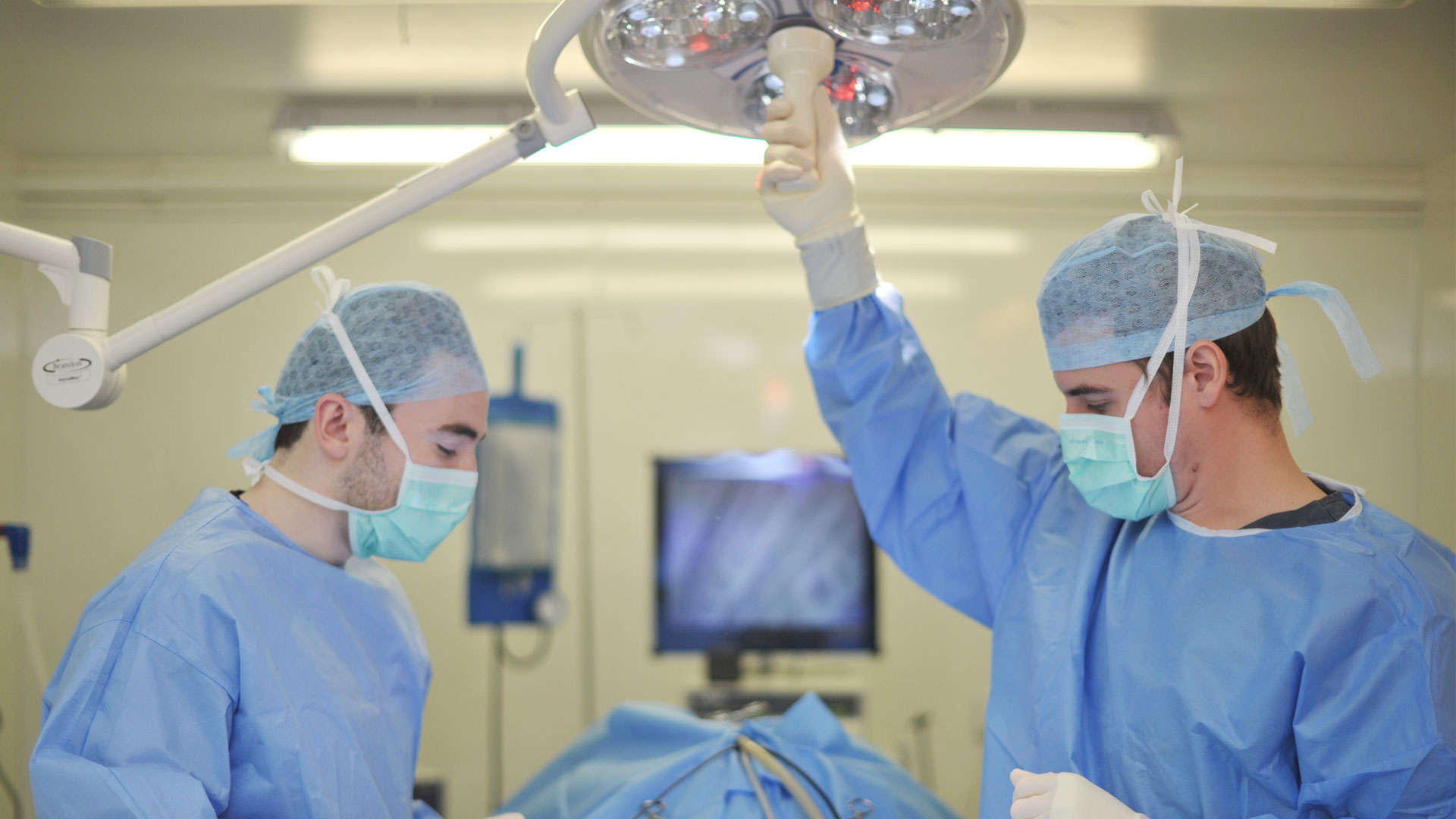 Pet Laparoscopy (Keyhole Surgery) | Referral Vets in Brighton ...