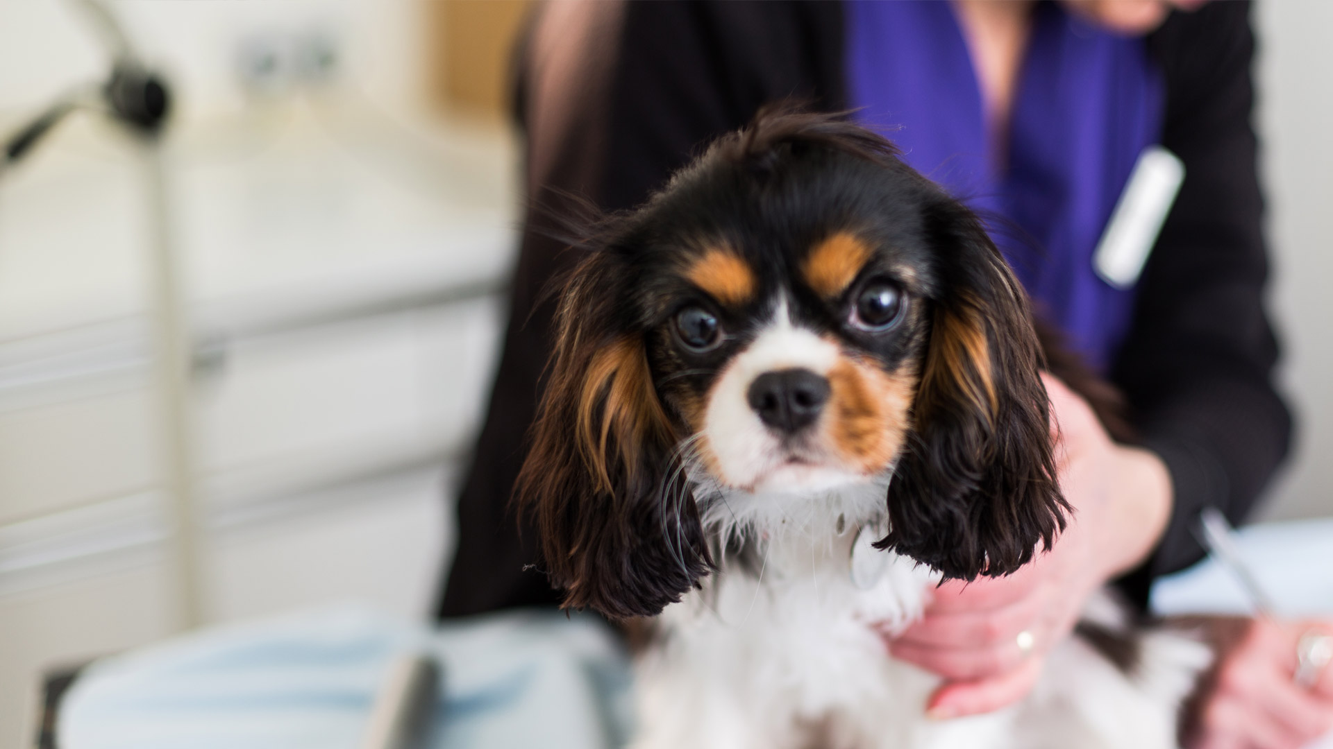 Vets in Shropshire | Friendly Vets in Ellesmere, Oswestry & Chirk ...