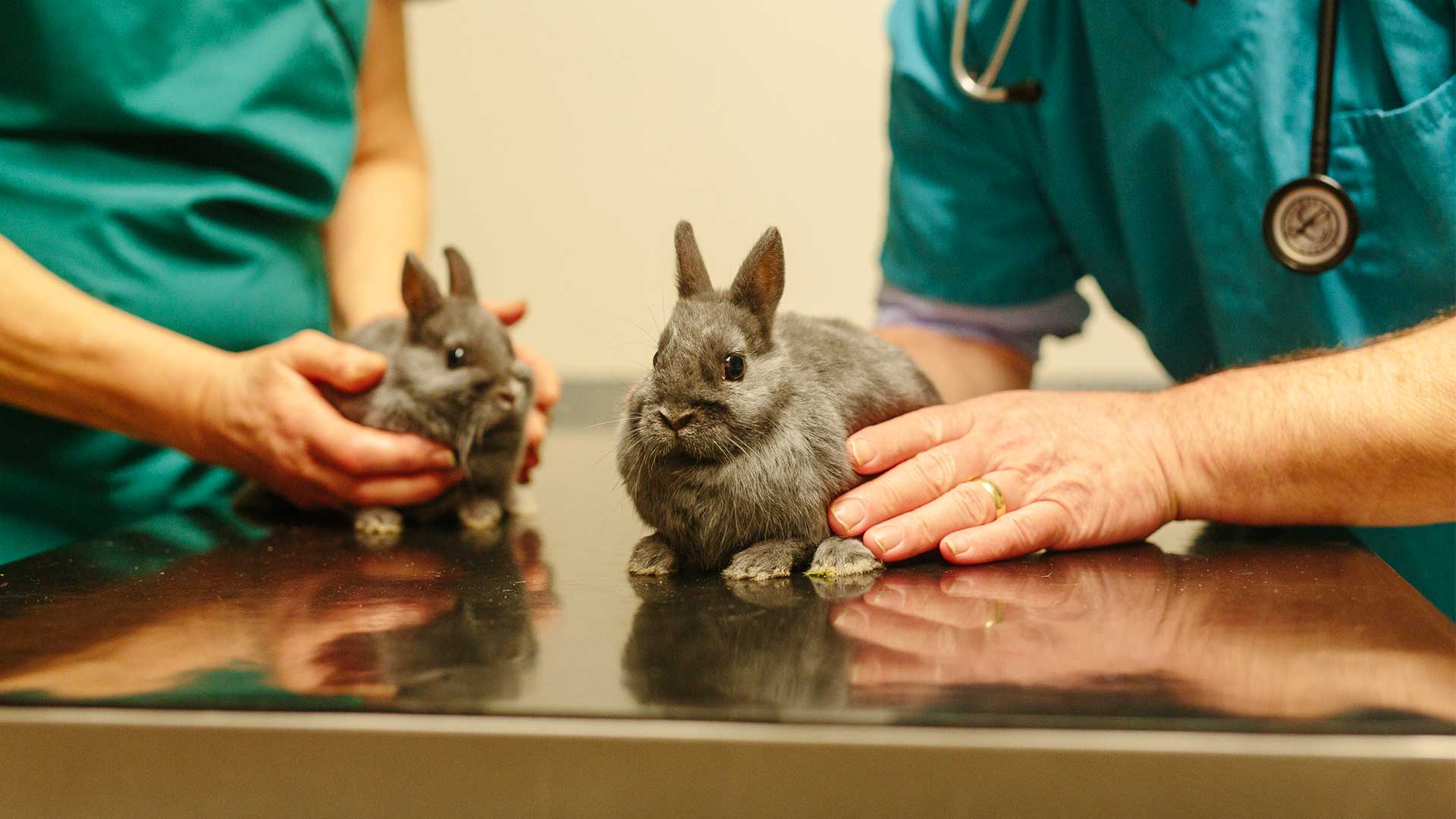 Rabbit Services at Brownlow Vet Group | Friendly Vets in Ellesmere ...