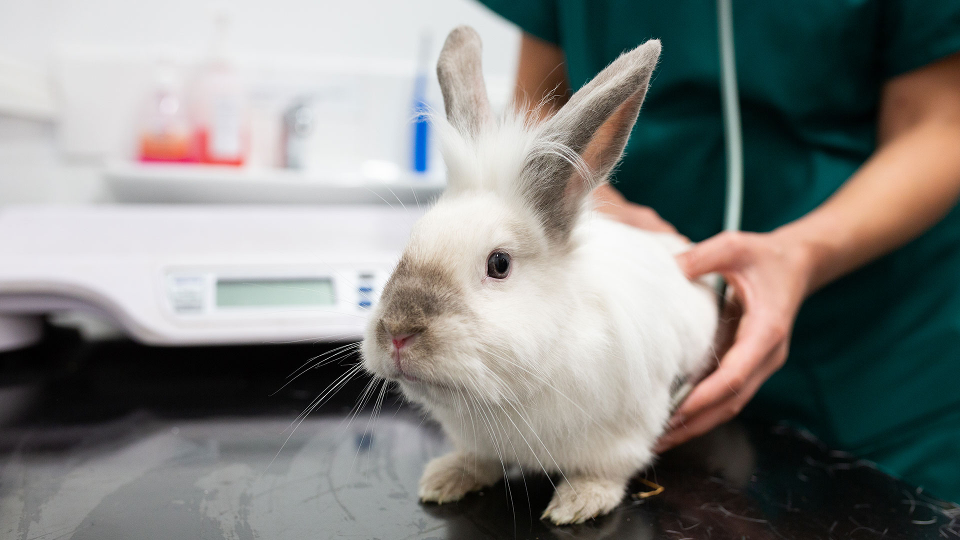 Pet Advice | Local Vets in Newport, Risca, Abertillery and Blackwood ...