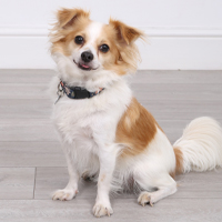 Meet the Team | Local Vets in Werrington, Peterborough - Byre Vets