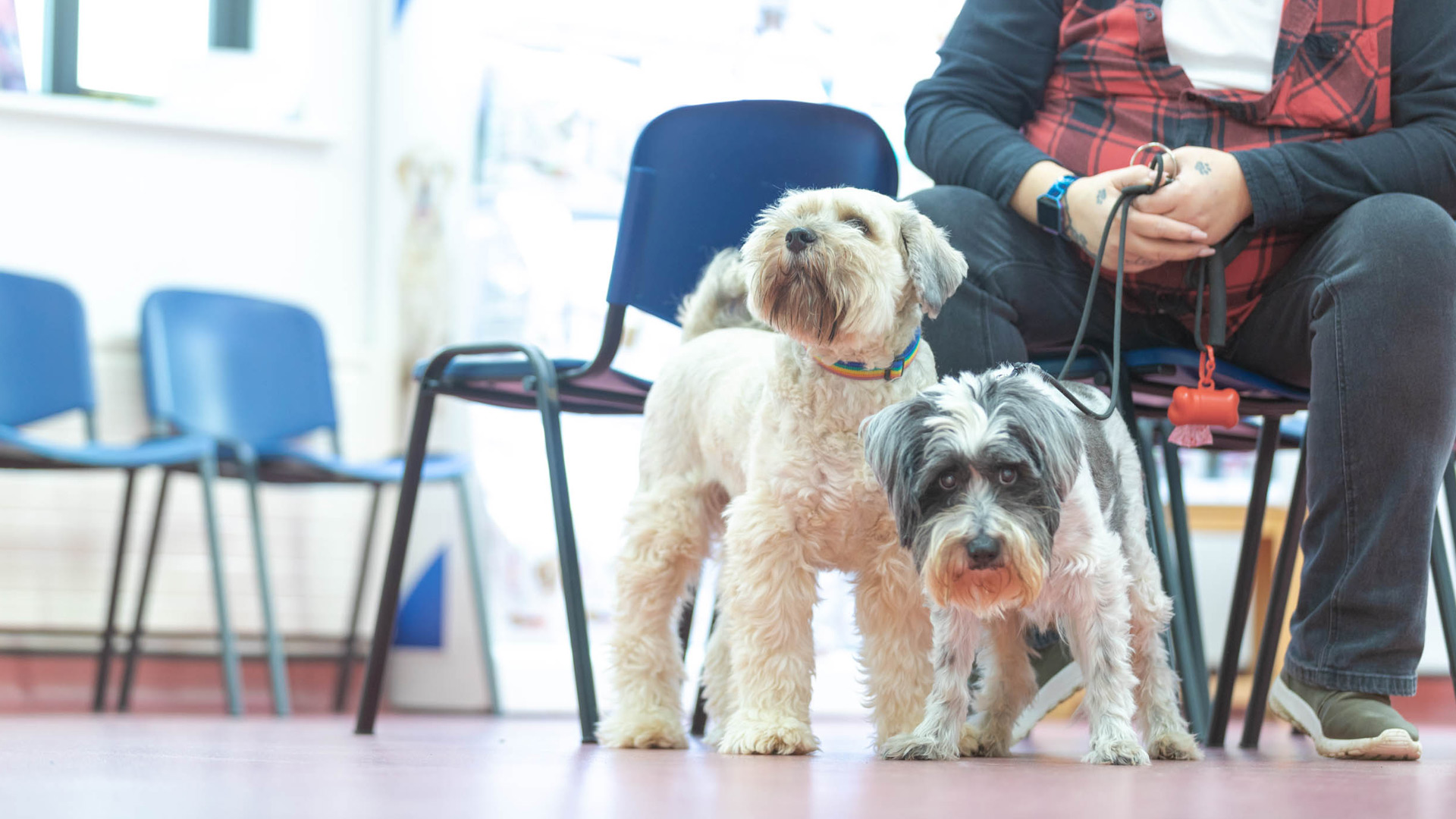 Pet Owners | Referral Vets in Peterborough - Byre Vets Referrals