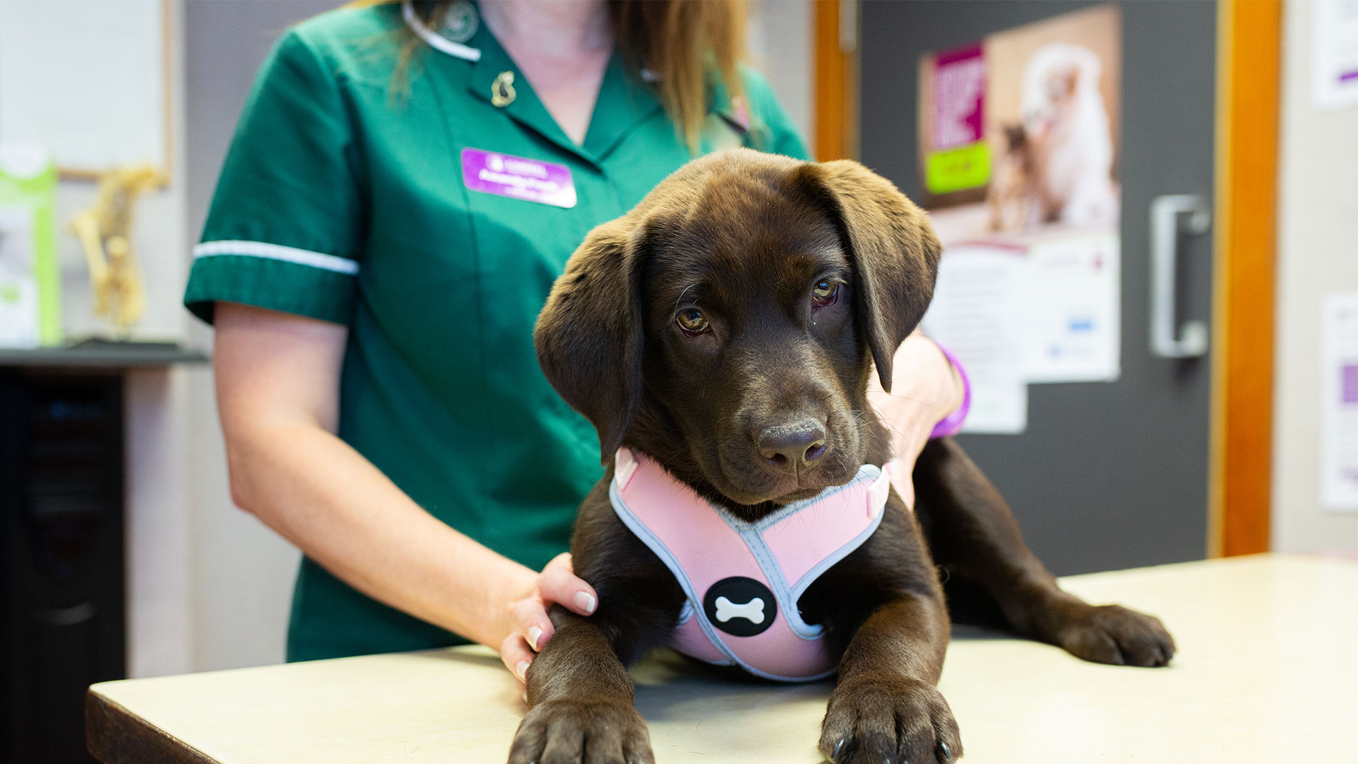 About Carmel Vets | Vets in Wolverhampton - Carmel Vets