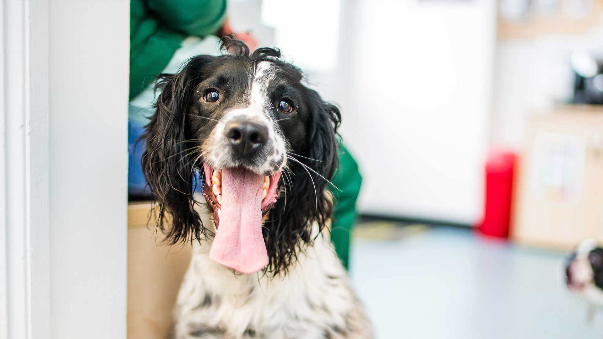 Great Vet and Pet Offers From Downpatrick and Castlewellen Vete ...