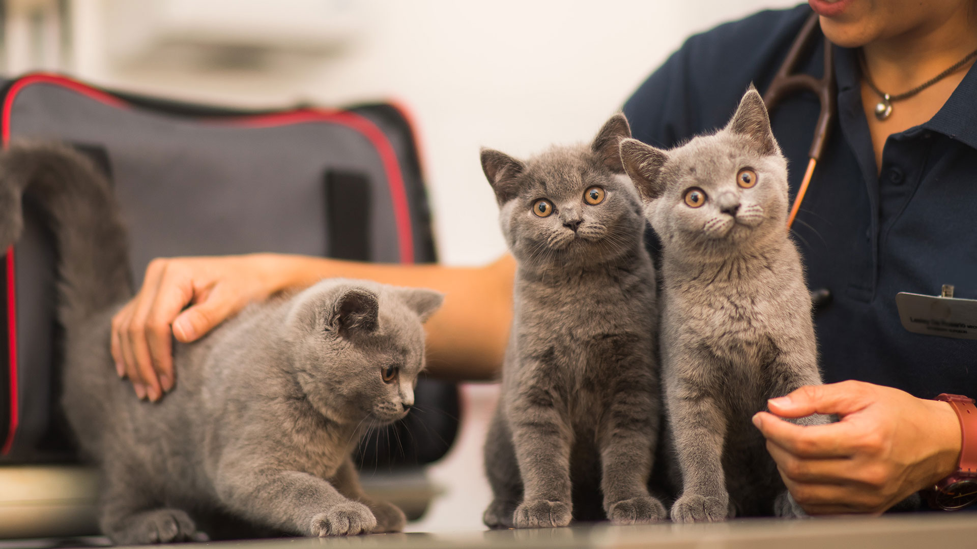 Vets in Northern Ireland | Vets in Castlewellan and Downpatrick ...