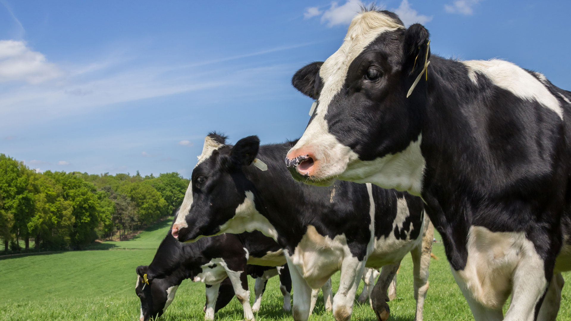 Veterinary Services | Local Vets in Castlewellan and Downpatrick ...