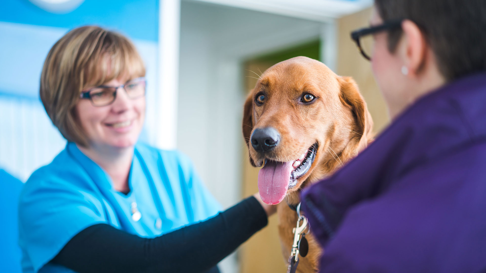 Pet Advice | Local Vets in Bridgwater - Blake Vets