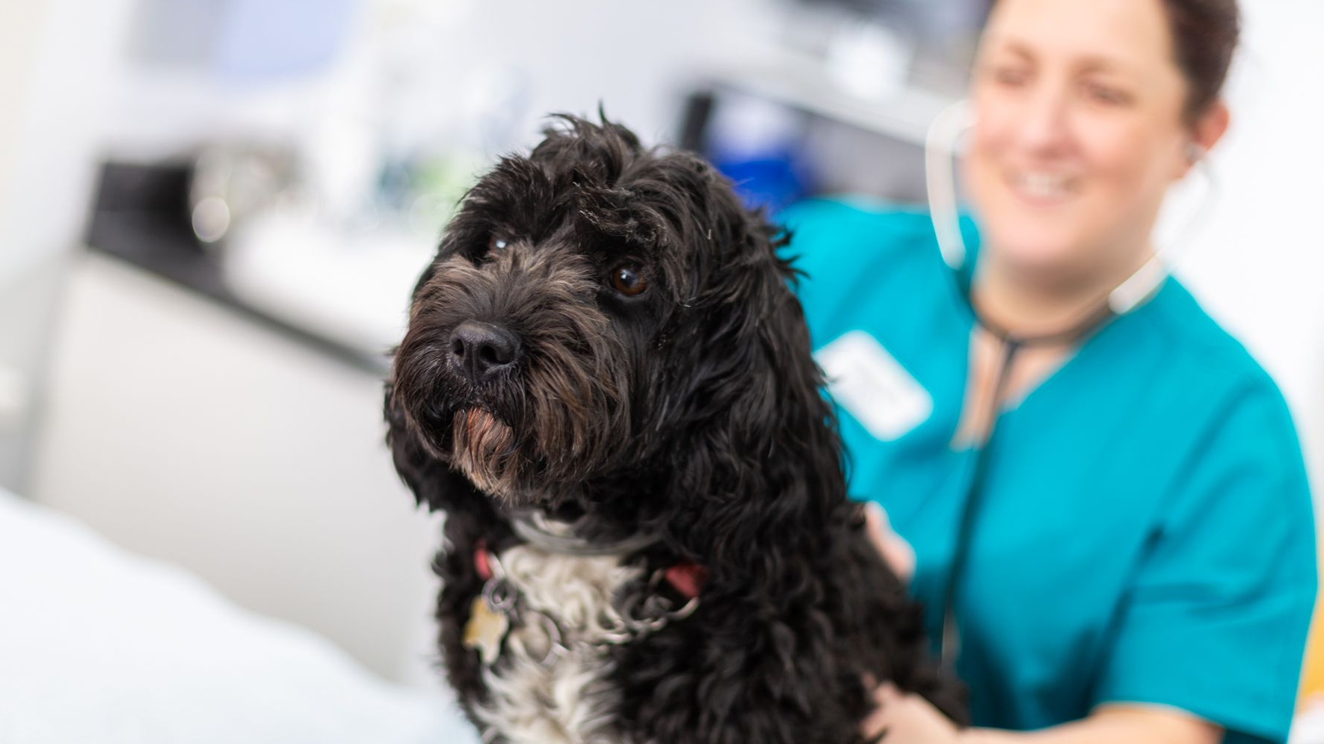 Endoscopy | Local Vets in Reading - Castle Vets